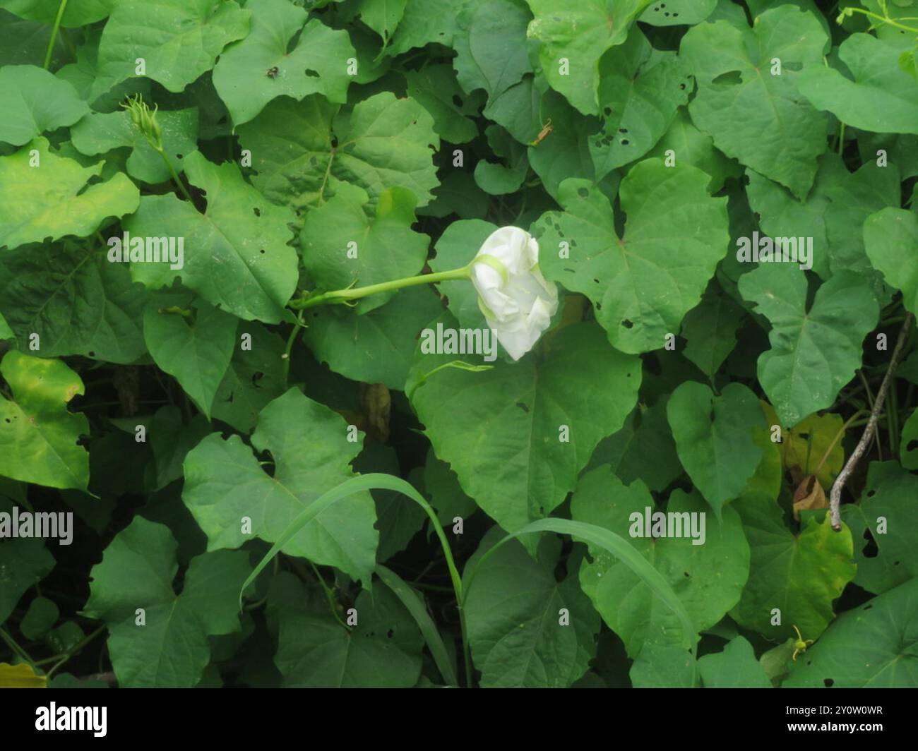 Moonflower (Ipomoea alba) Plantae Stock Photo - Alamy