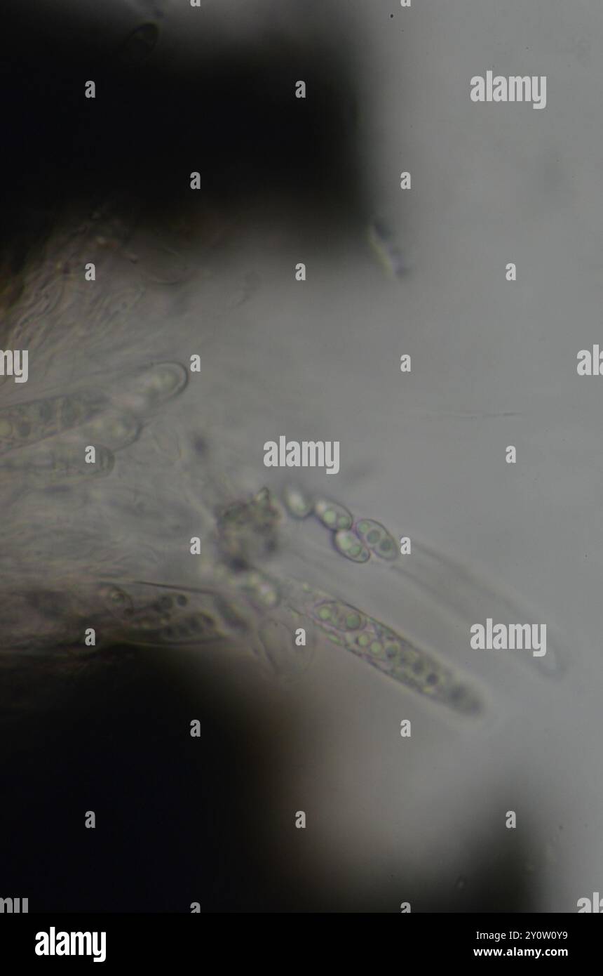 Rash Lichens (Pyrenula) Fungi Stock Photo - Alamy