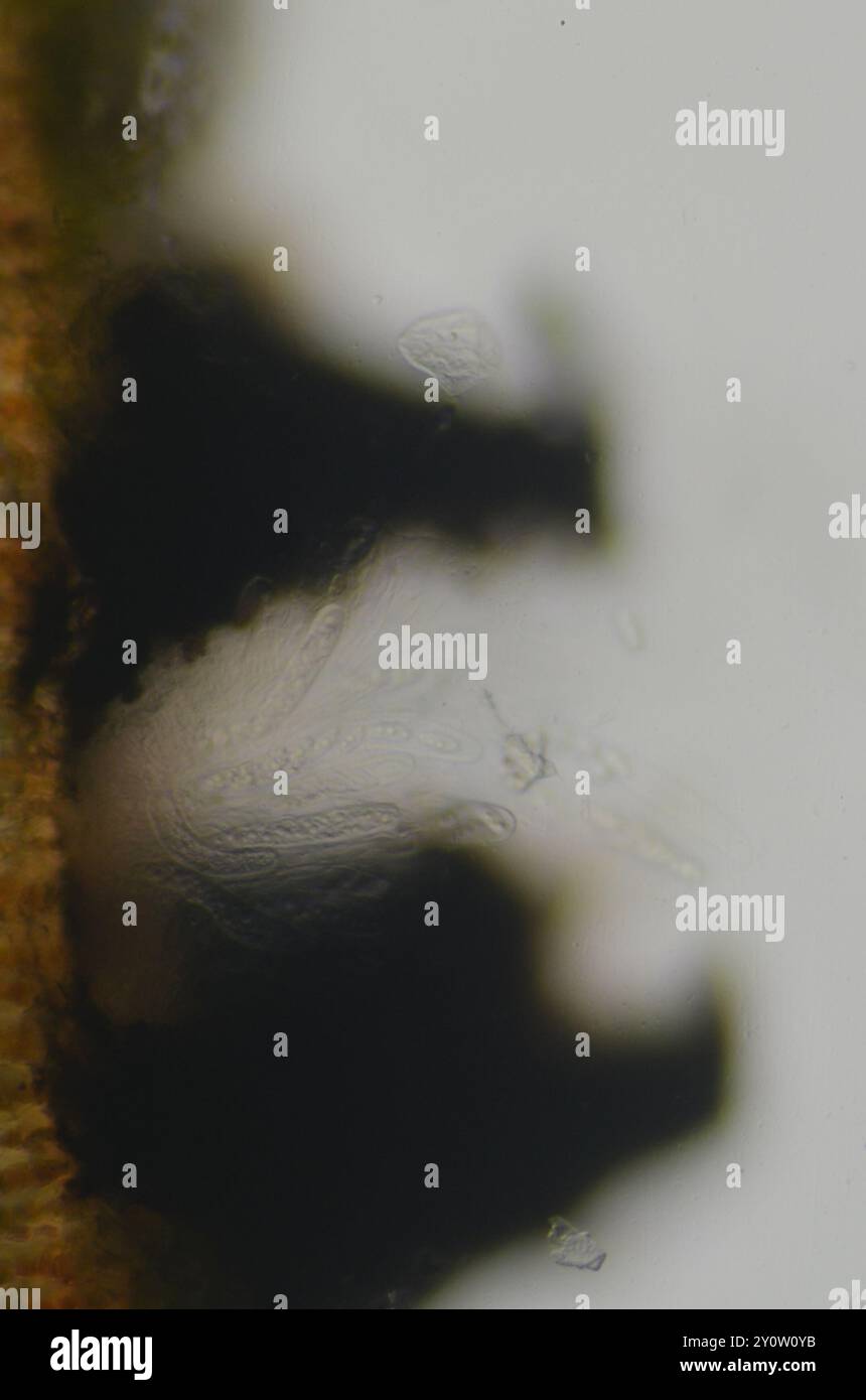 Rash Lichens (Pyrenula) Fungi Stock Photo - Alamy