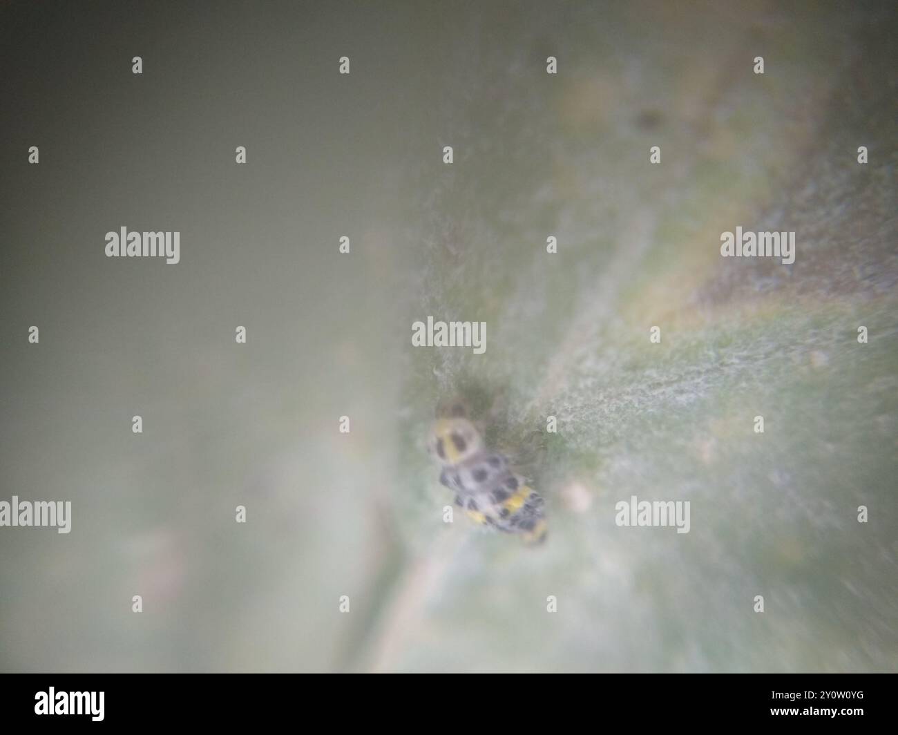 Fungus-eating Lady Beetles (Psyllobora) Insecta Stock Photo - Alamy