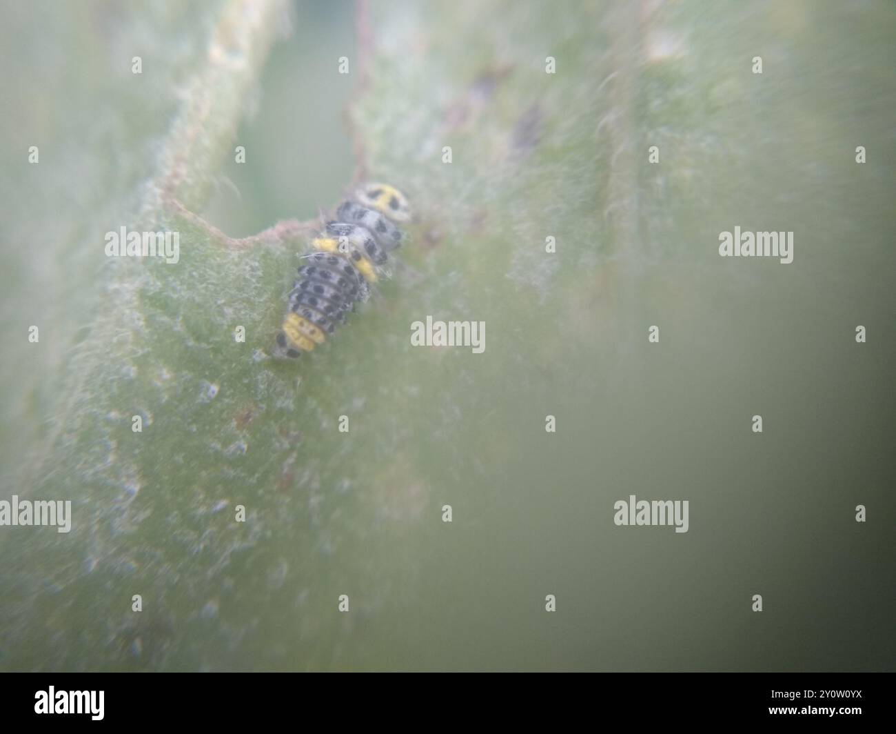 Fungus-eating Lady Beetles (Psyllobora) Insecta Stock Photo - Alamy