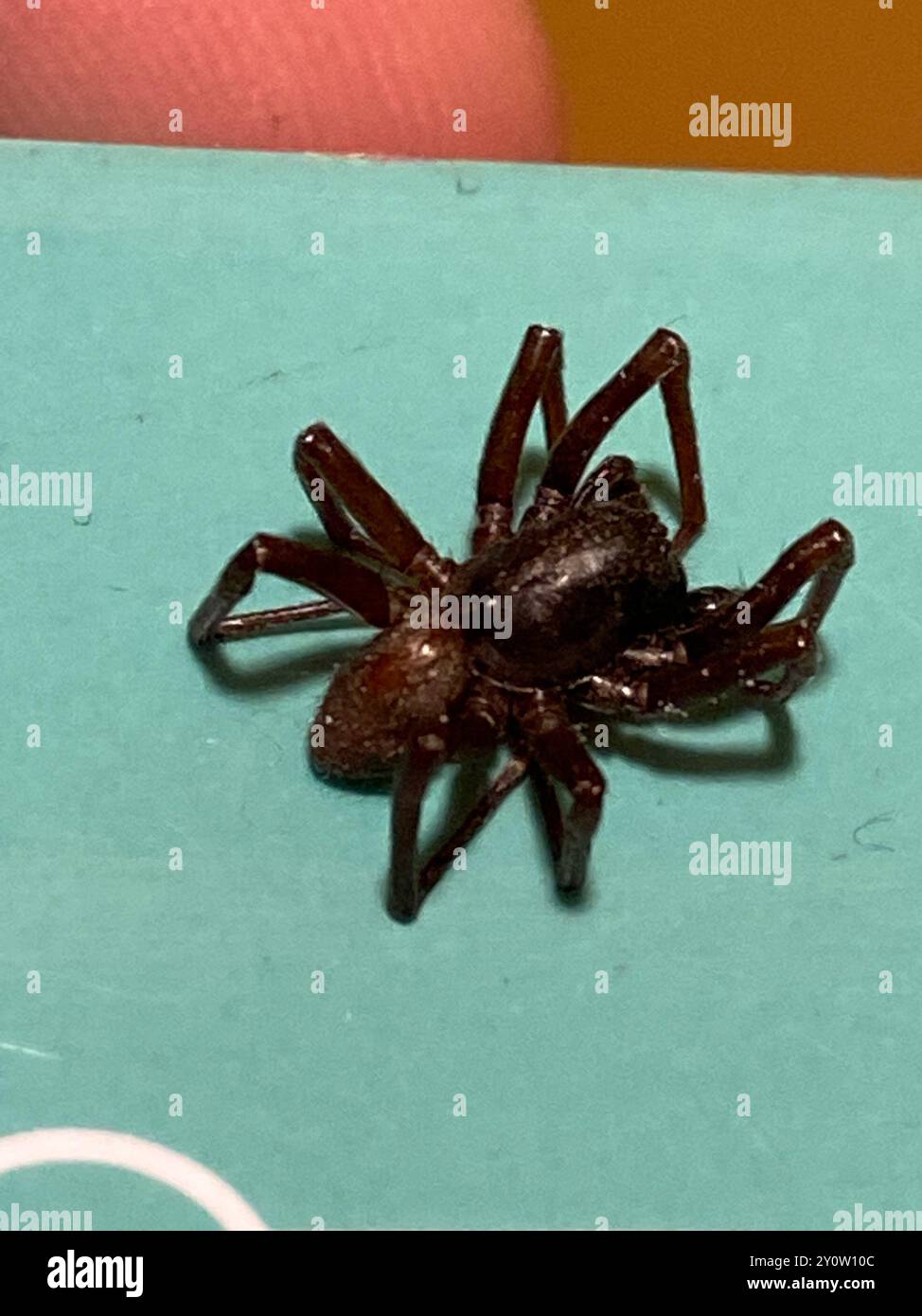 Tube-dwelling Spider (Segestria florentina) Arachnida Stock Photo - Alamy
