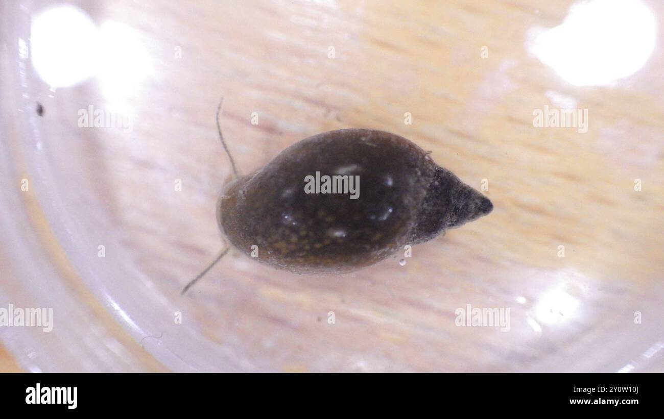 Bladder Snails (Physidae) Mollusca Stock Photo - Alamy