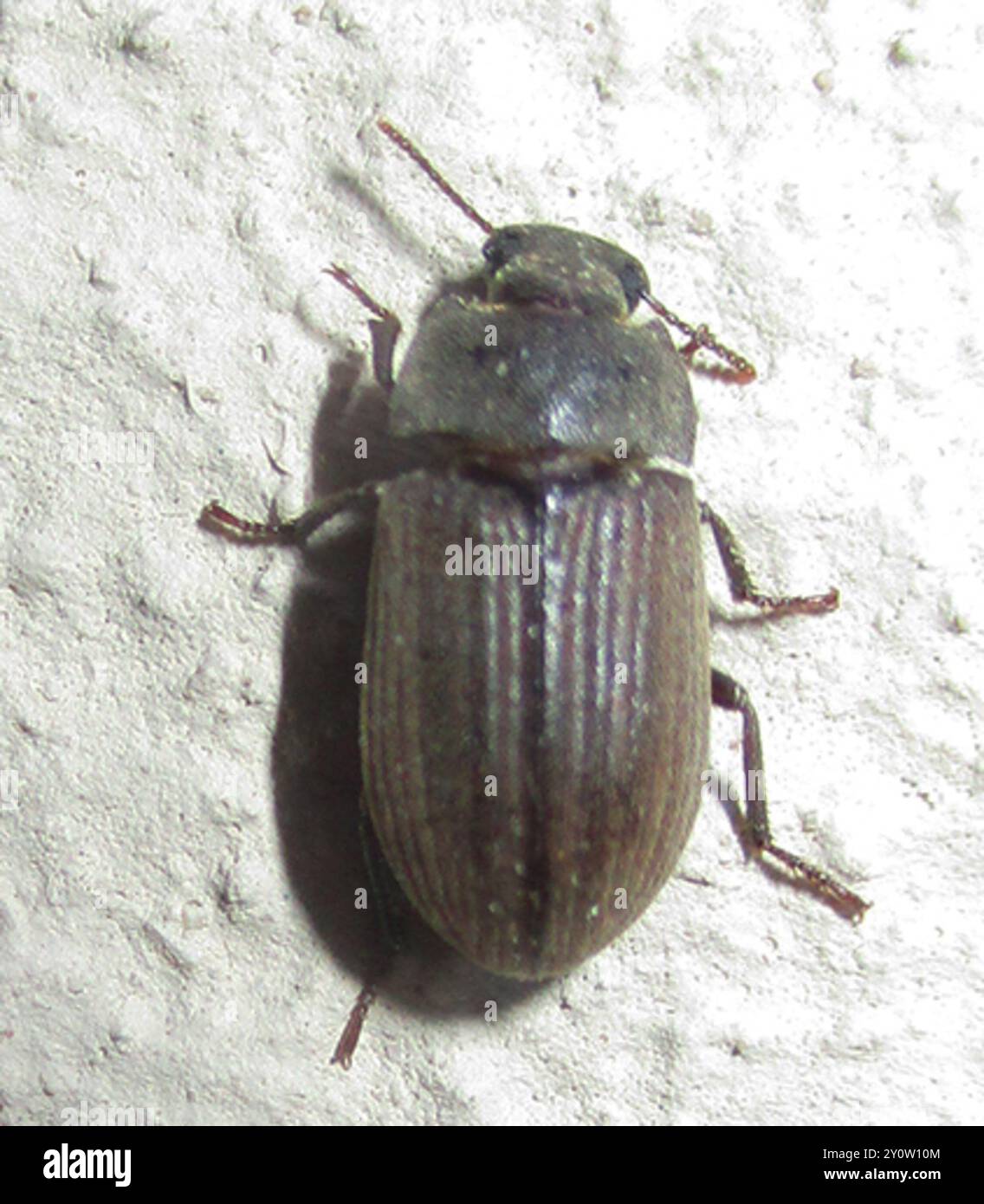 Dusty Surface Beetles (Gonocephalum) Insecta Stock Photo - Alamy