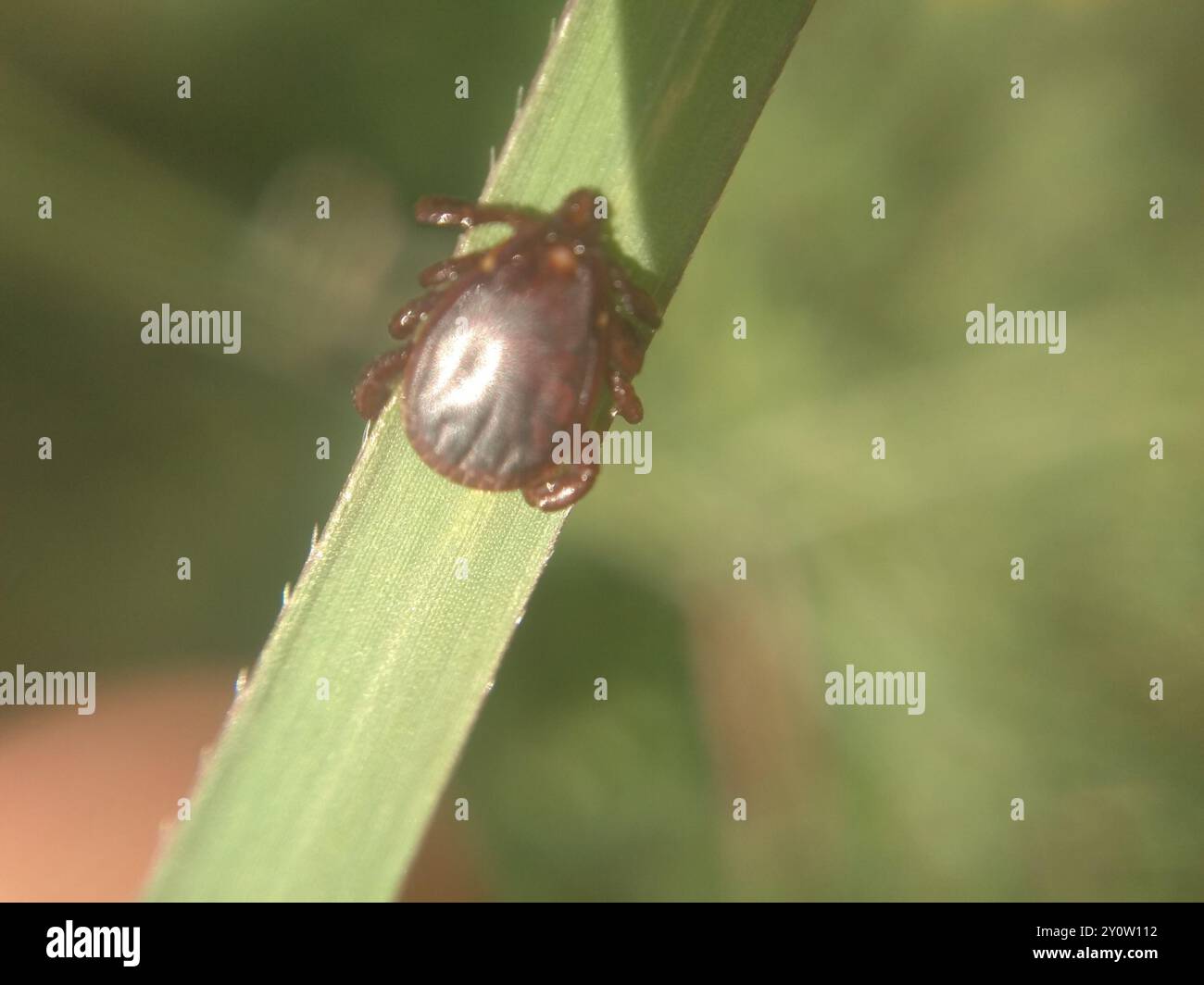 Pepper Ticks (Rhipicephalus) Arachnida Stock Photo - Alamy