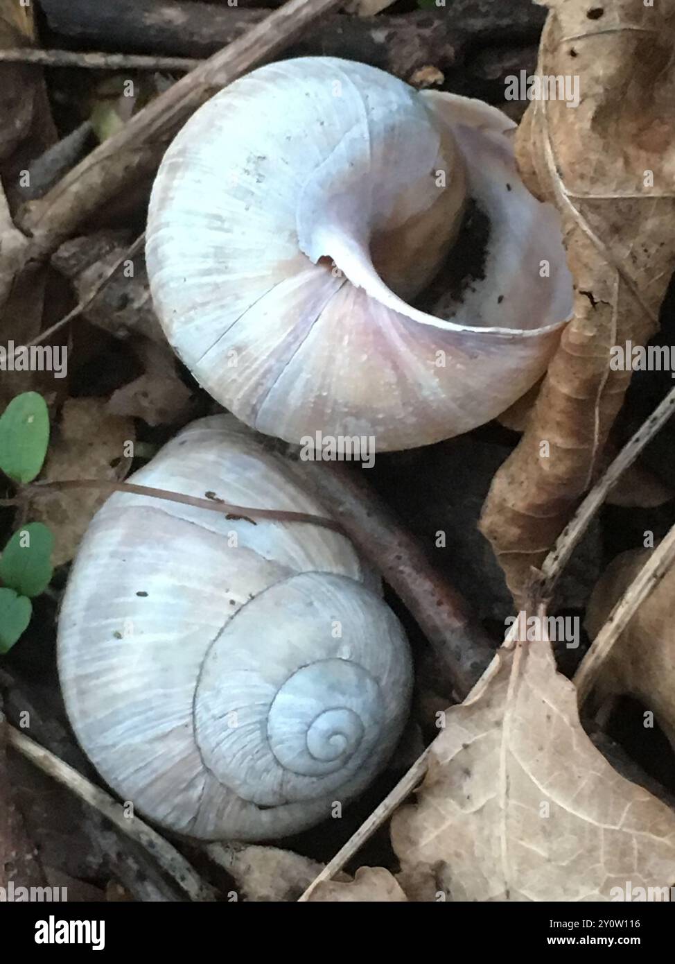 Roman Snail (Helix pomatia) Mollusca Stock Photo - Alamy
