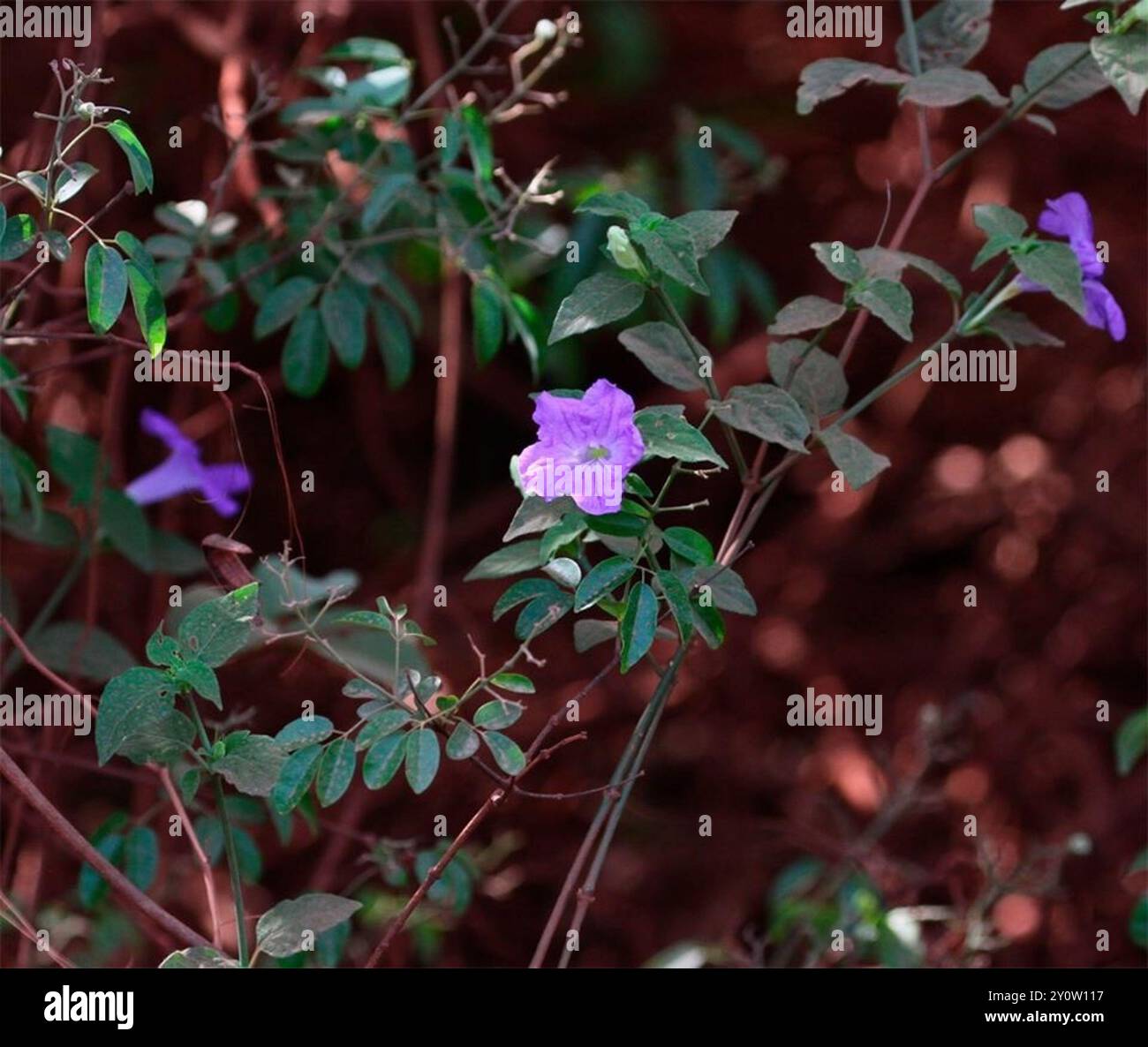 Mexican ruellia (Ruellia simplex) Plantae Stock Photo - Alamy