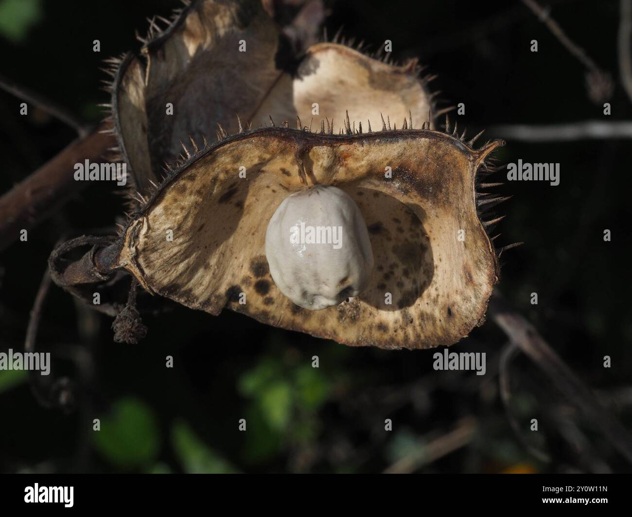 Nickernut (Guilandina bonduc) Plantae Stock Photo - Alamy