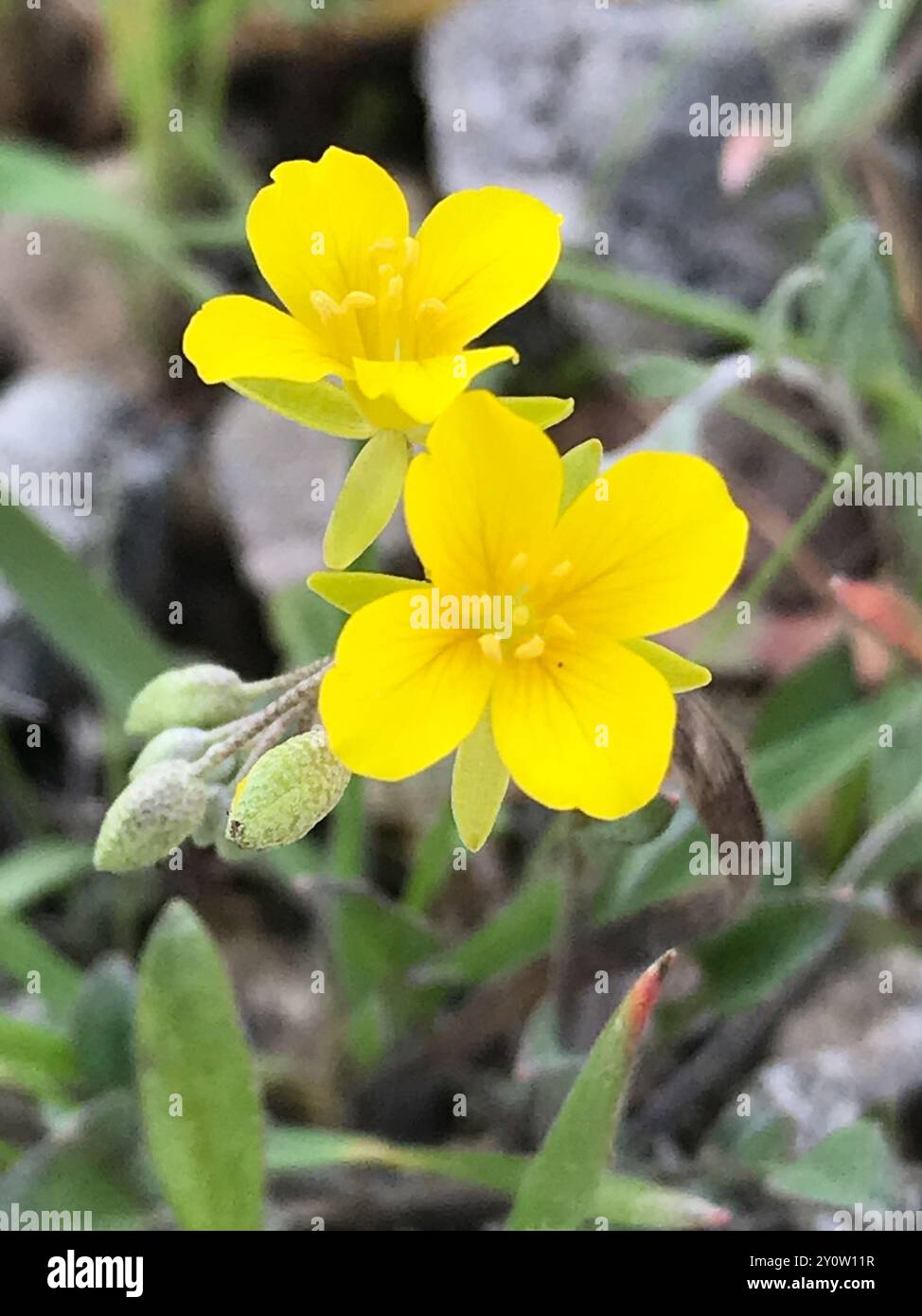 bladderpods (Physaria) Plantae Stock Photo - Alamy