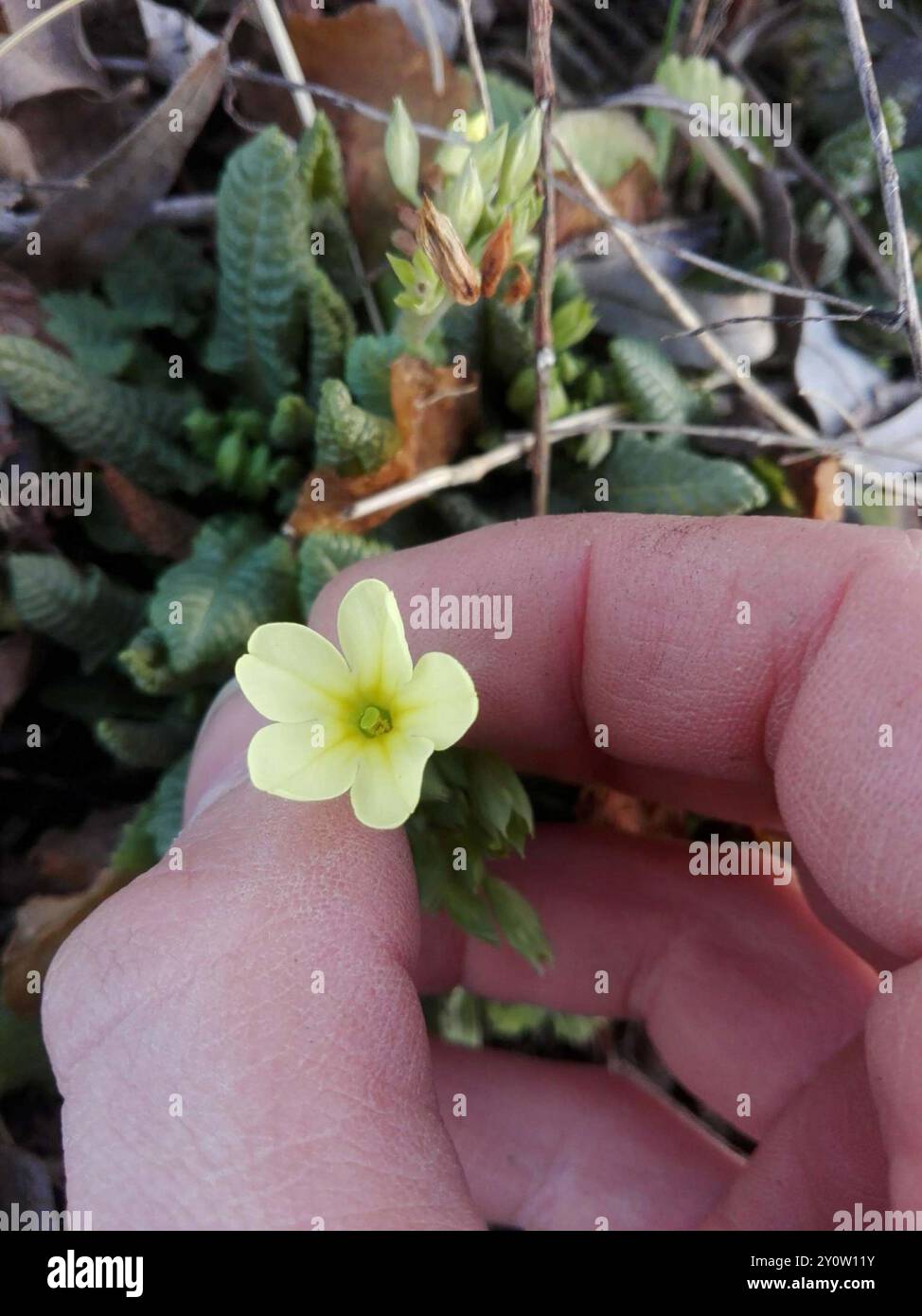 Oxlip (Primula elatior) Plantae Stock Photo - Alamy