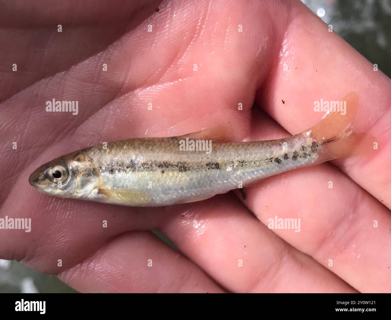 Central Stoneroller (Campostoma anomalum) Actinopterygii Stock Photo ...