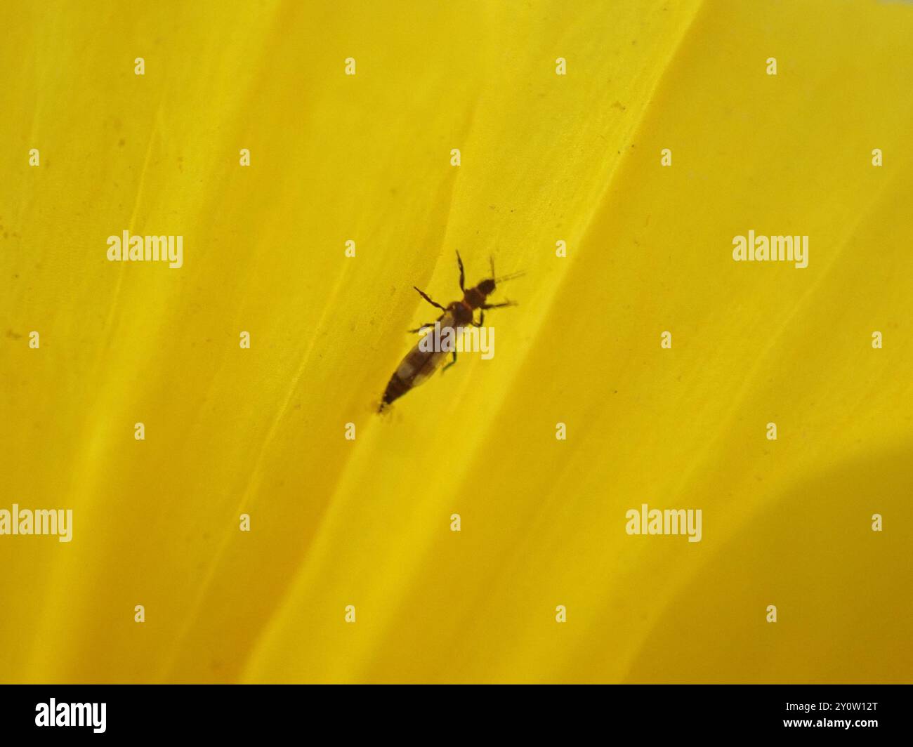 Thrips (Thysanoptera) Insecta Stock Photo - Alamy