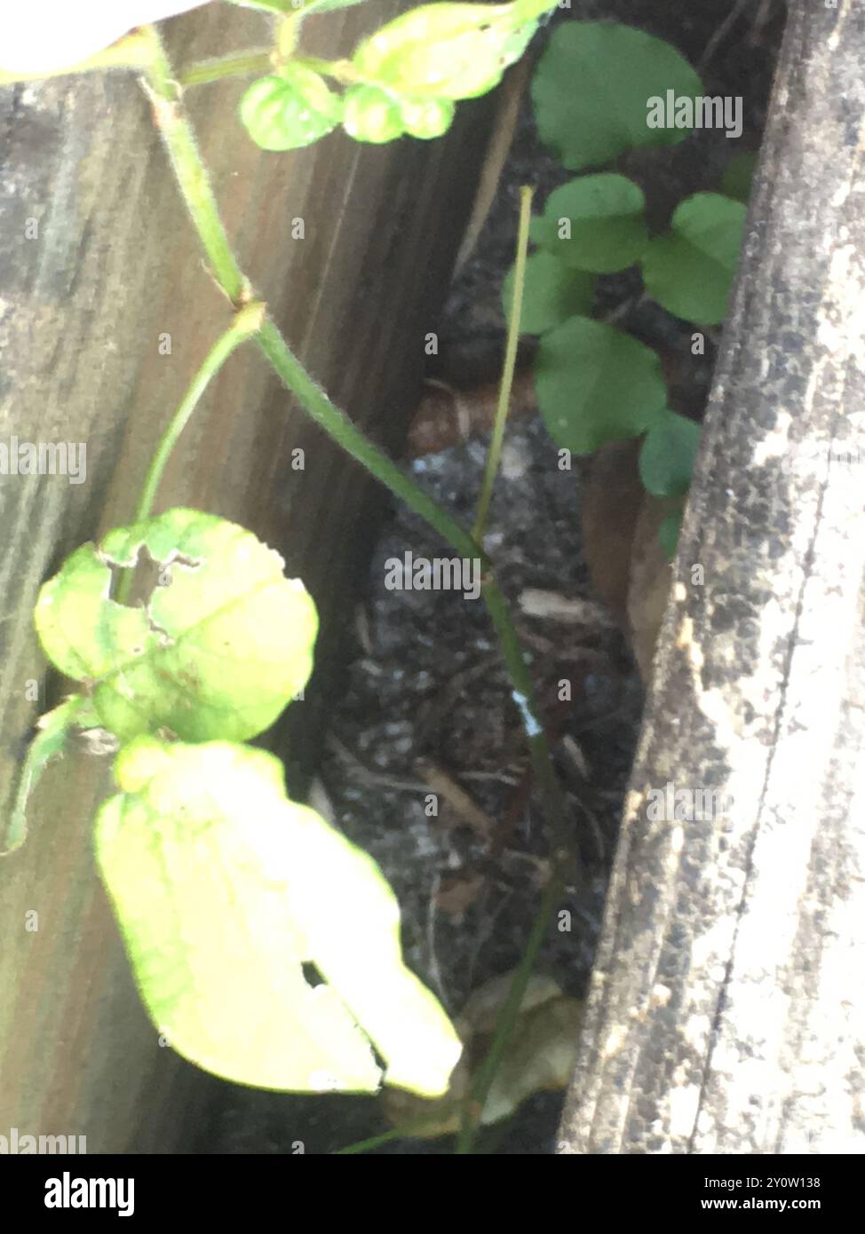 creeping beggarweed (Desmodium incanum) Plantae Stock Photo - Alamy