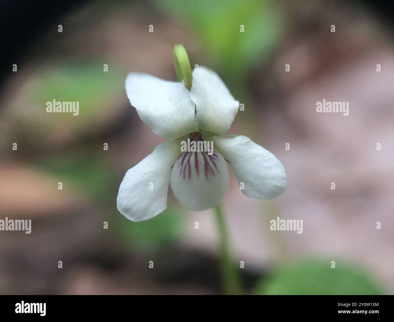 northern white violet (Viola minuscula) Plantae Stock Photo - Alamy