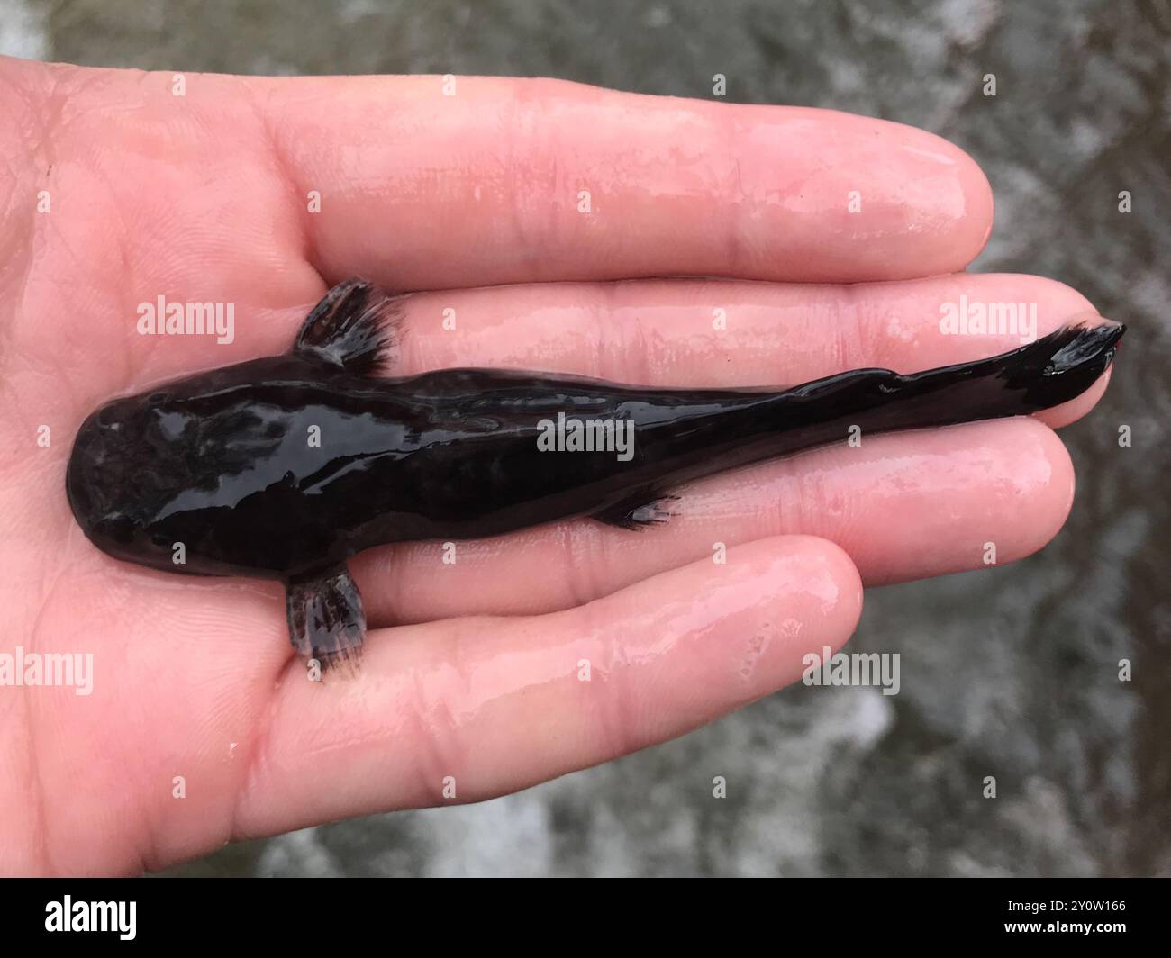 Flathead Catfish (Pylodictis olivaris) Actinopterygii Stock Photo - Alamy