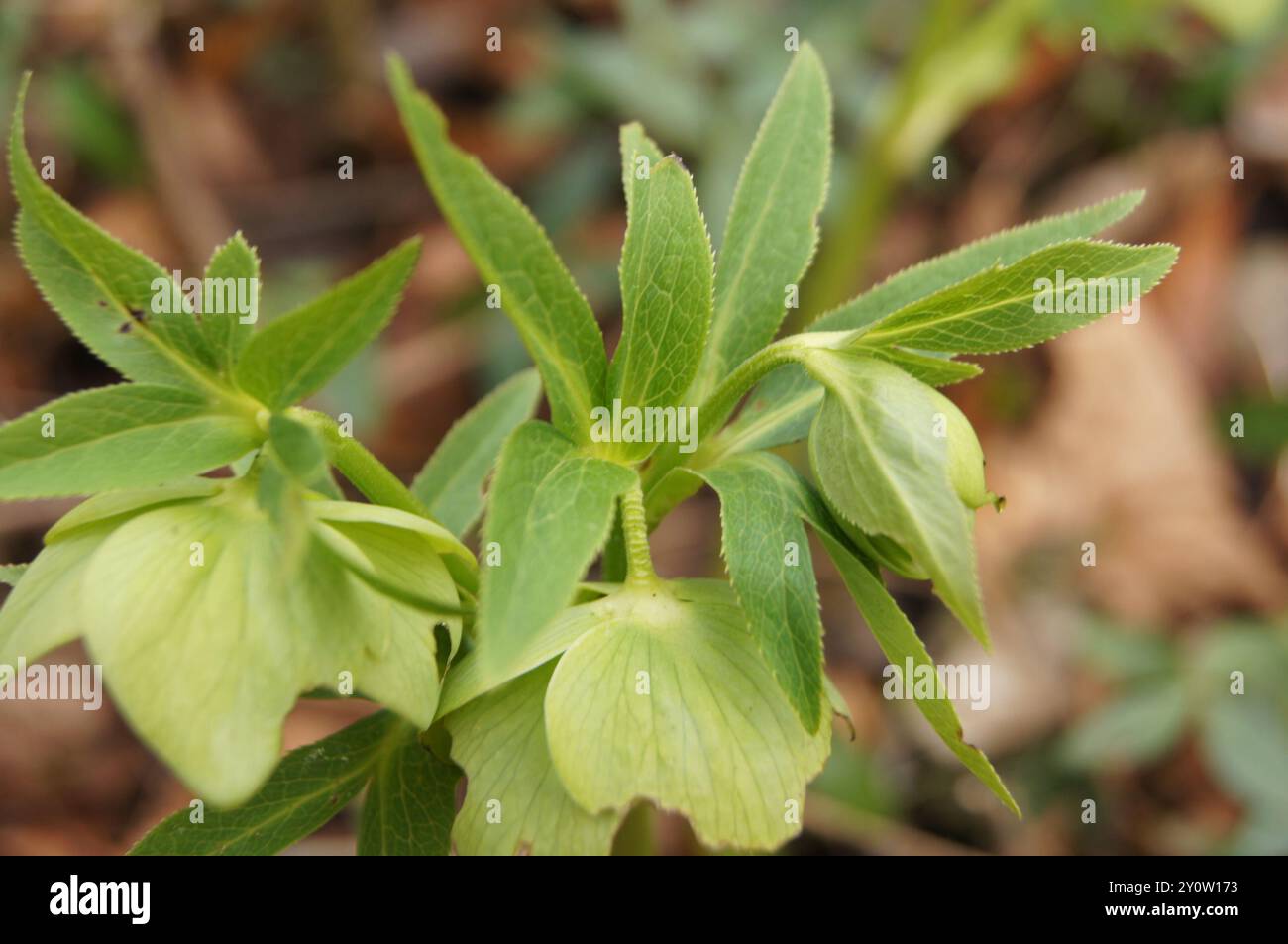 (Helleborus viridis viridis) Plantae Stock Photo - Alamy