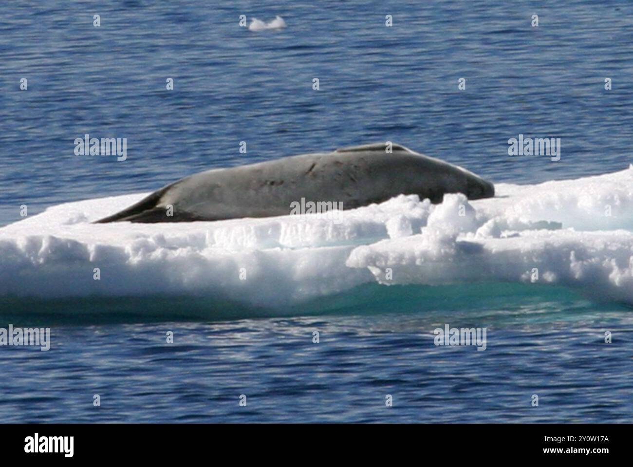Crabeater Seal (Lobodon carcinophaga) Mammalia Stock Photo - Alamy
