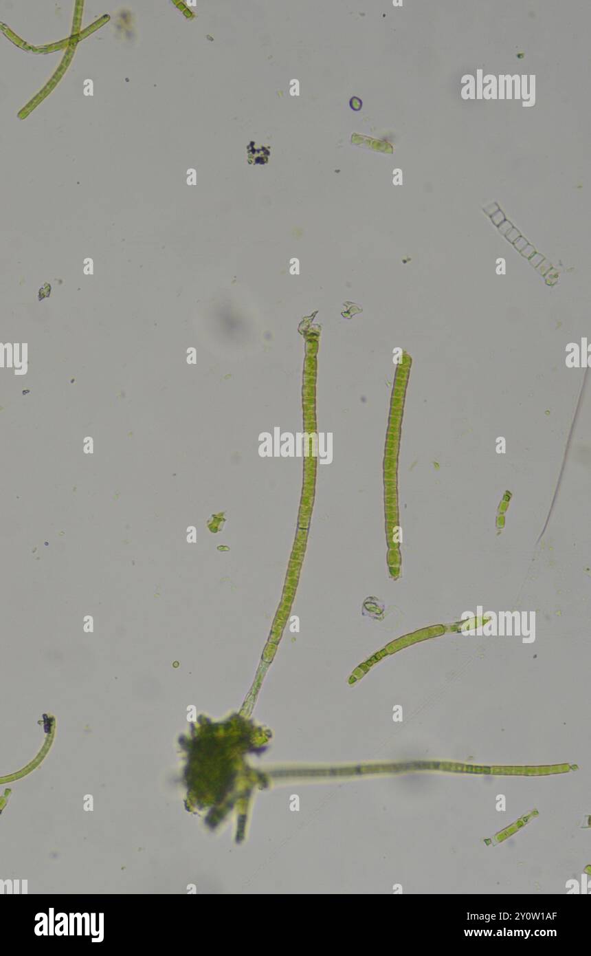 (Urospora penicilliformis) Plantae Stock Photo - Alamy