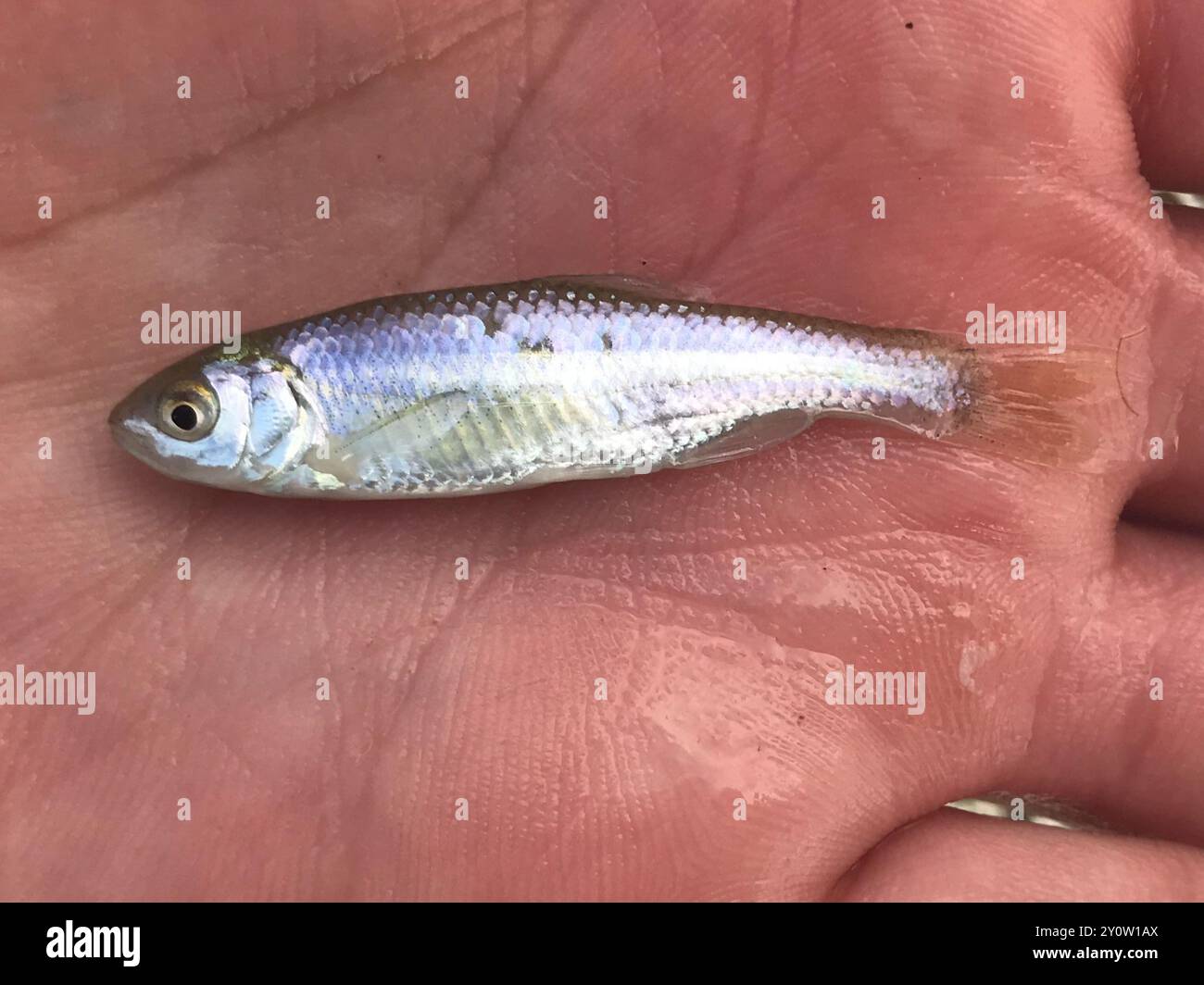 Red Shiner (Cyprinella lutrensis) Actinopterygii Stock Photo - Alamy