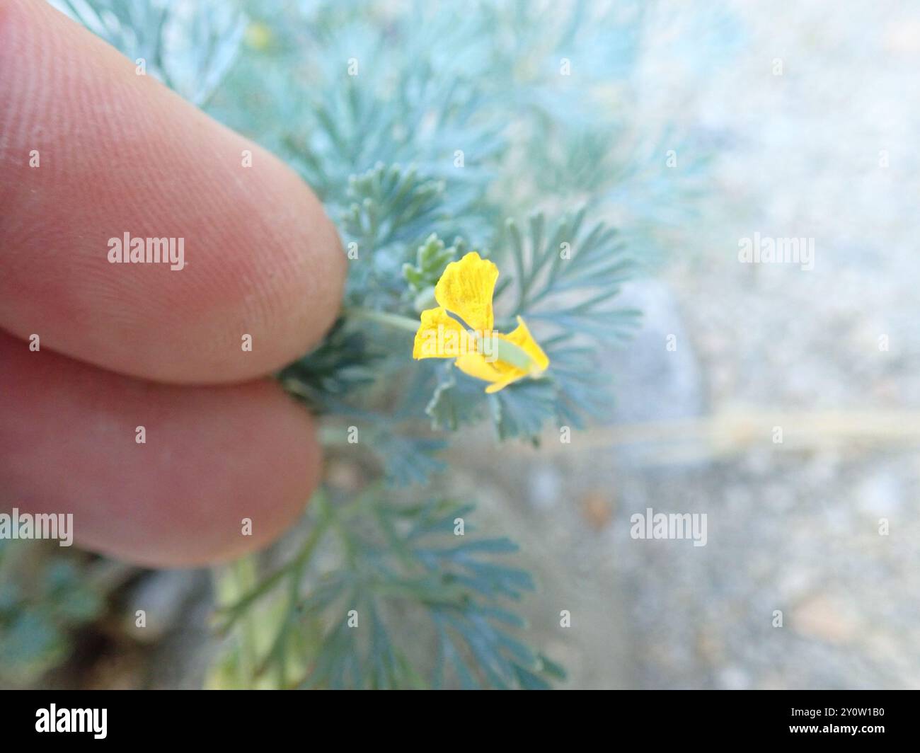 Little Gold Poppy (Eschscholzia minutiflora) Plantae Stock Photo - Alamy