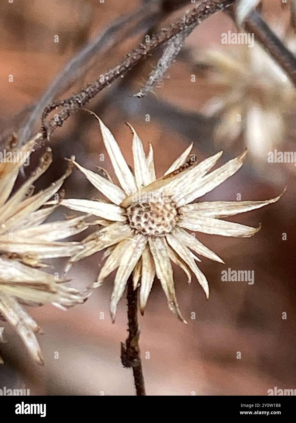 Pineland Silkgrass (Pityopsis aspera) Plantae Stock Photo - Alamy