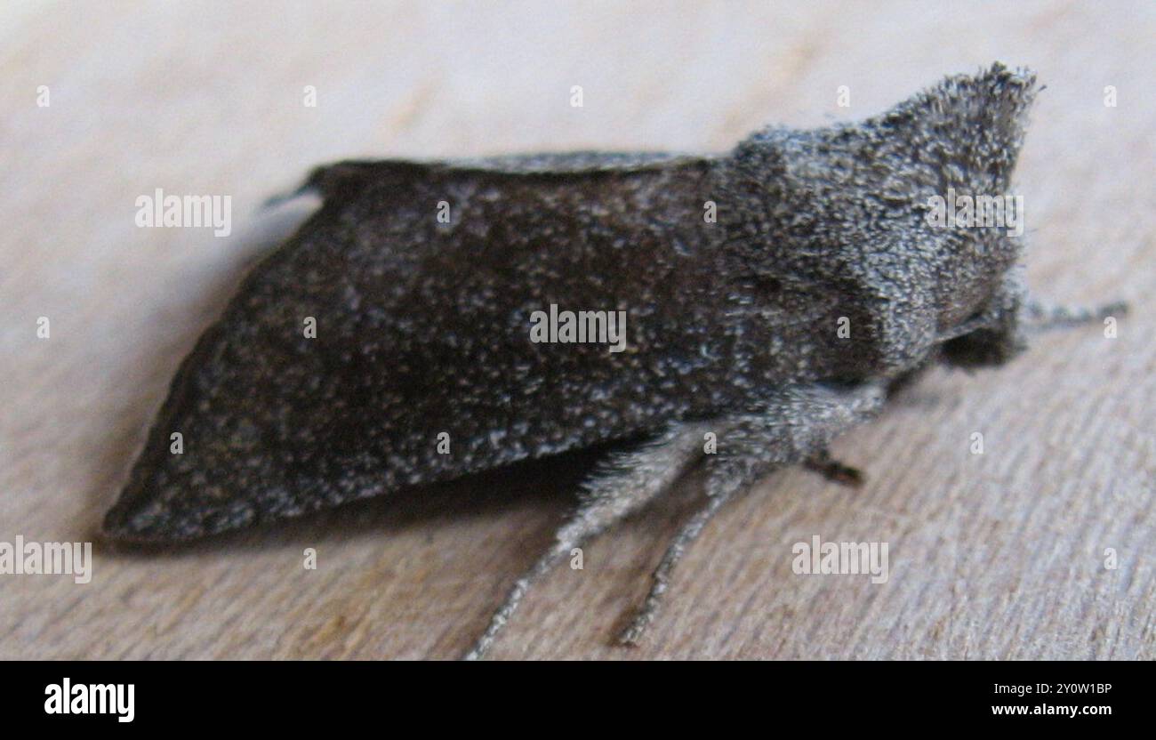 Maritime Sunflower Borer (Papaipema maritima) Insecta Stock Photo - Alamy