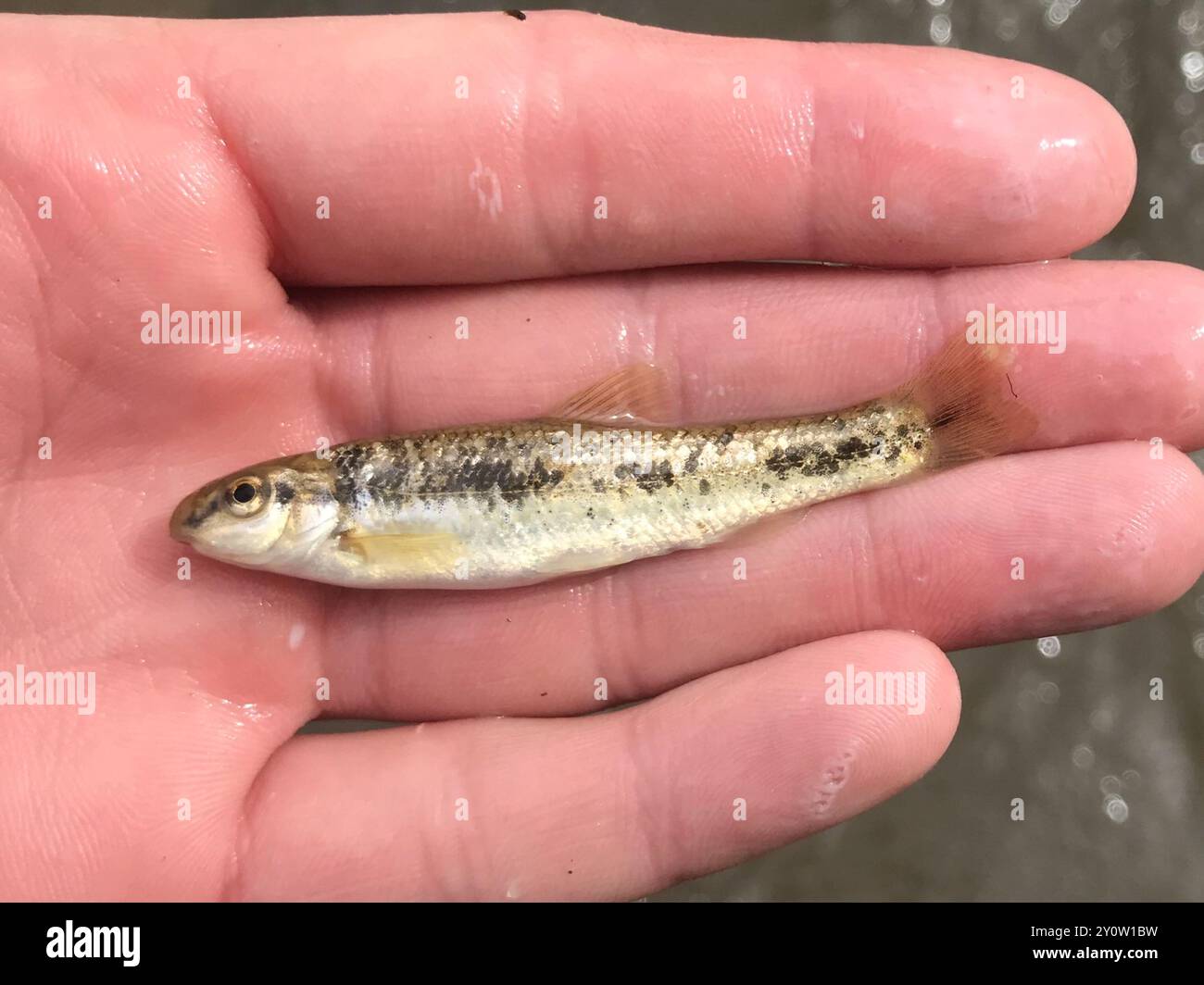 Central Stoneroller (Campostoma anomalum) Actinopterygii Stock Photo ...