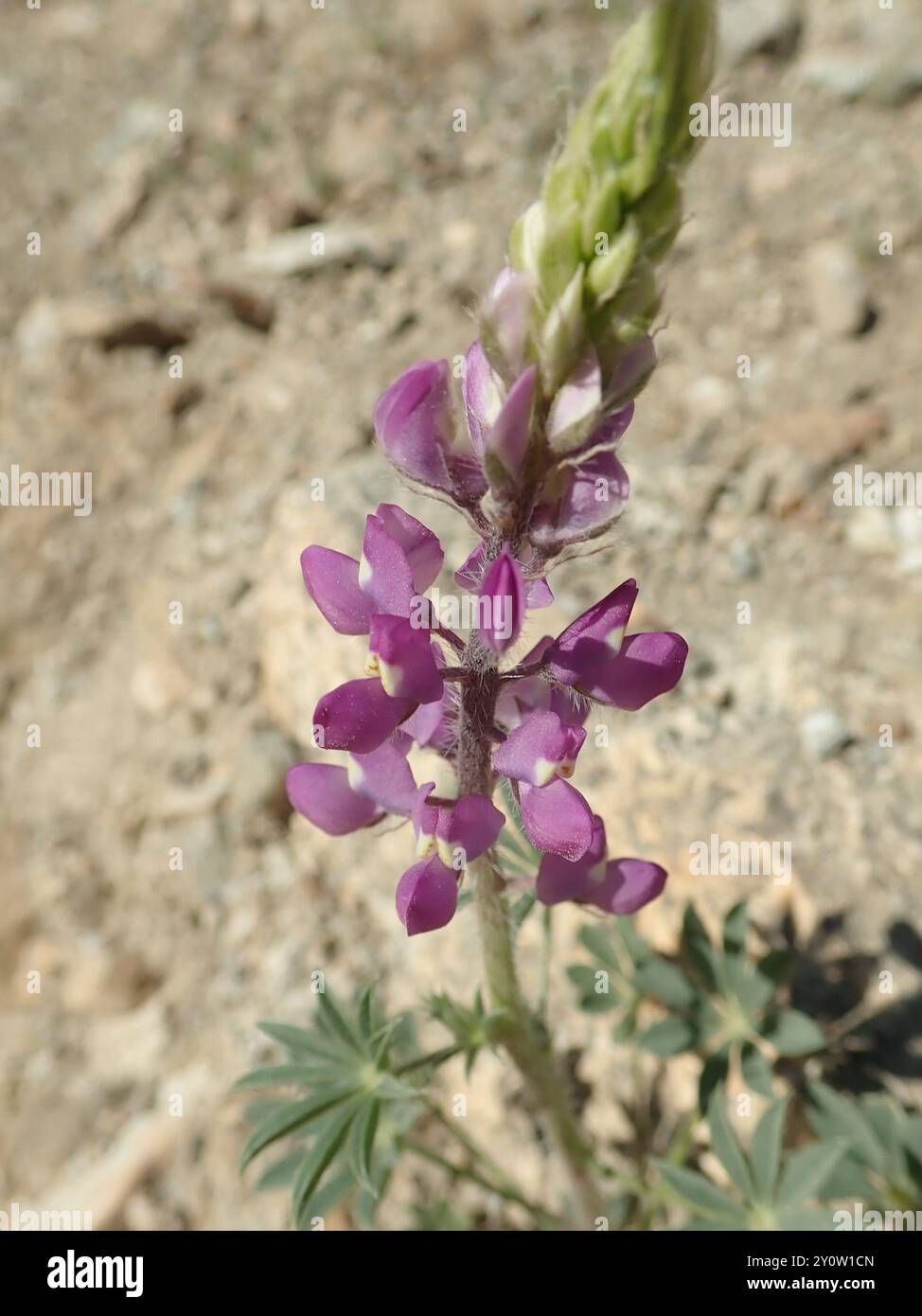 Arizona lupine (Lupinus arizonicus) Plantae Stock Photo - Alamy