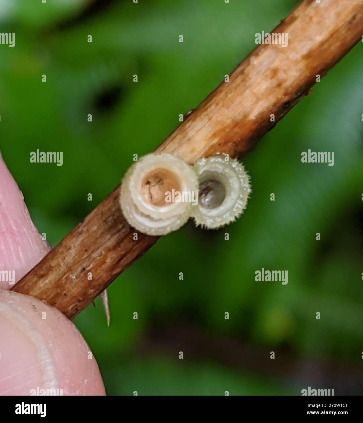 woolly bird's nest fungus (Nidula niveotomentosa) Fungi Stock Photo - Alamy