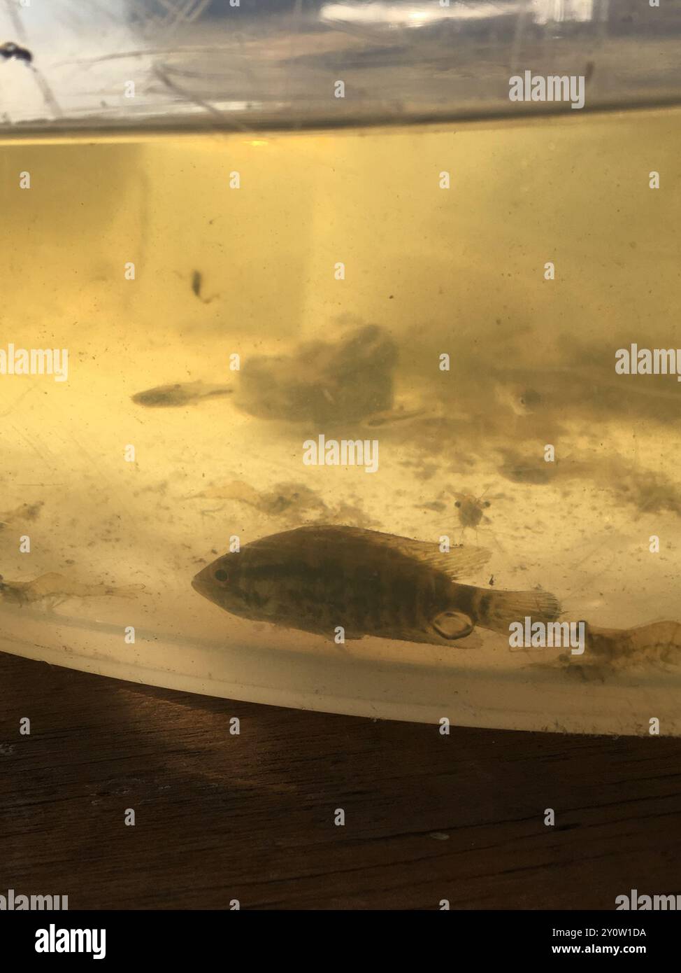 Jaguar Guapote (Parachromis managuensis) Actinopterygii Stock Photo - Alamy