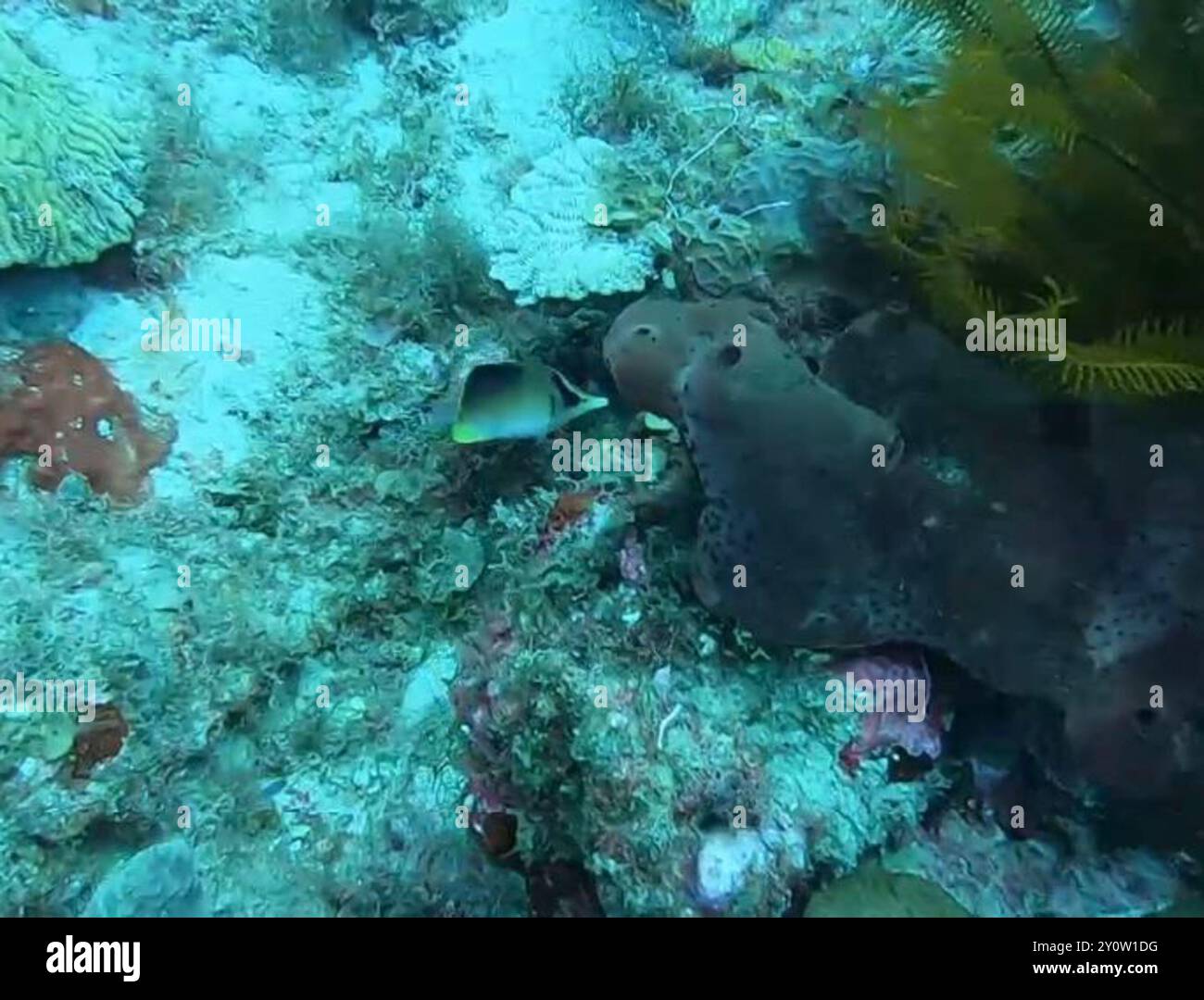 Longsnout Butterflyfish (Prognathodes aculeatus) Actinopterygii Stock ...