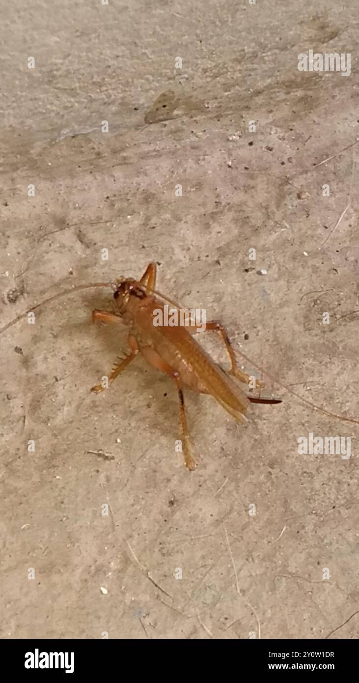 Raspy Crickets (Gryllacrididae) Insecta Stock Photo - Alamy