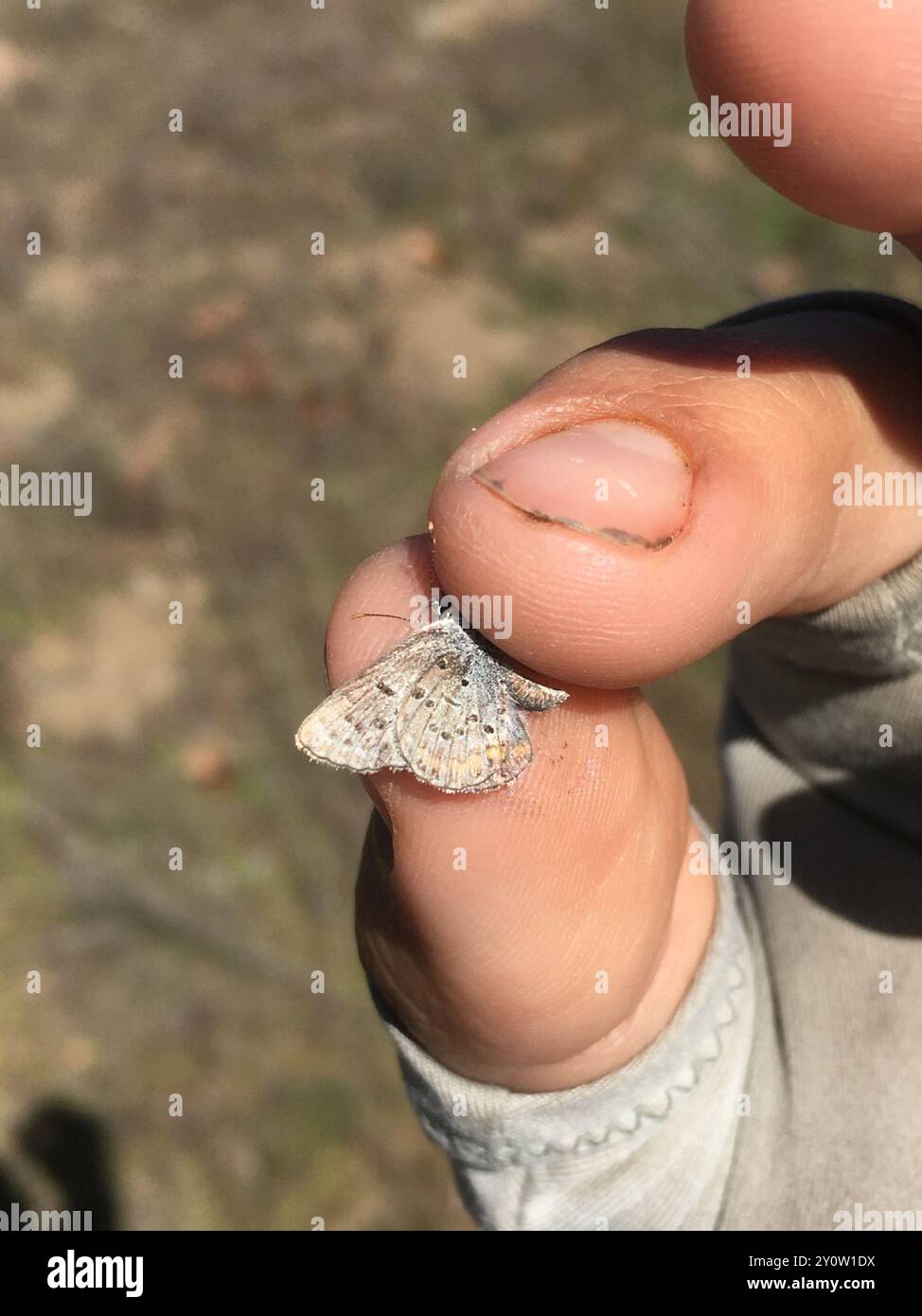 Acmon Blue (Icaricia acmon) Insecta Stock Photo - Alamy