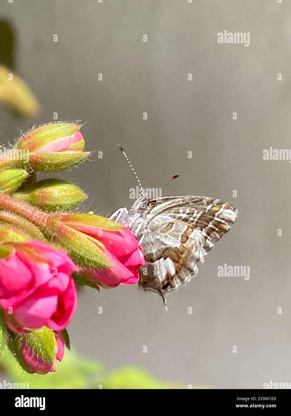 Common Geranium-bronze (Cacyreus marshalli) Insecta Stock Photo - Alamy