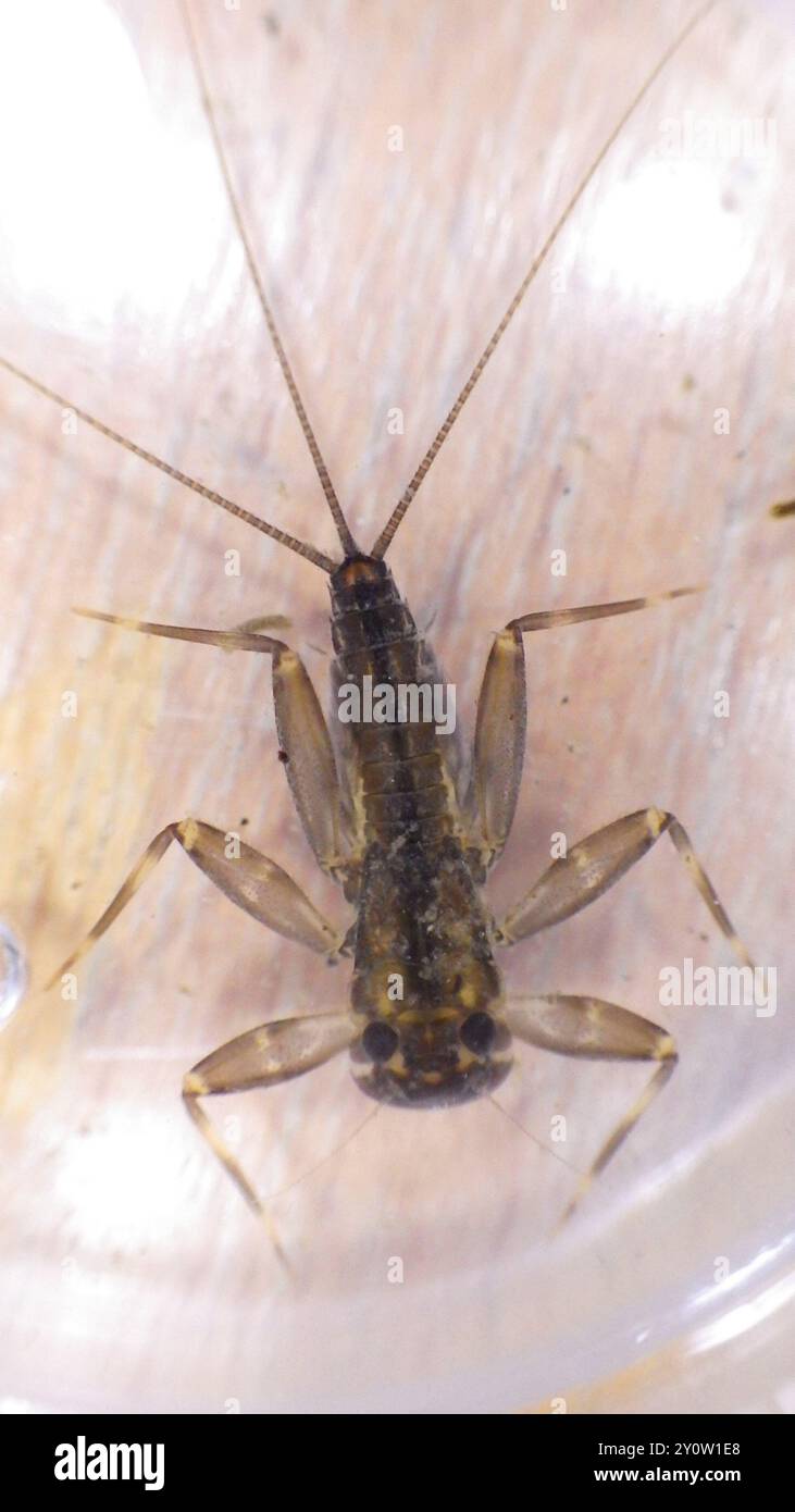 Light Cahills (Stenacron) Insecta Stock Photo - Alamy