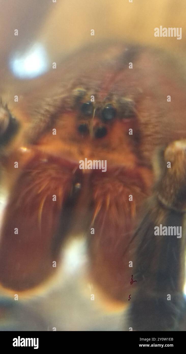 Brazilian Wandering Spider (Phoneutria nigriventer) Arachnida Stock ...