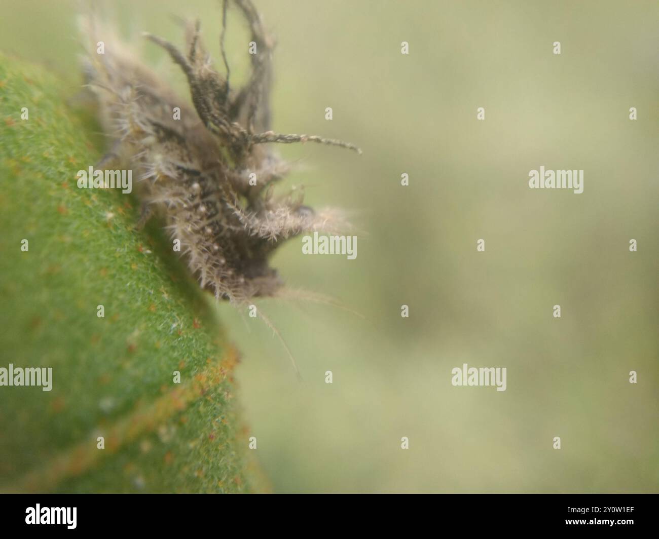 Winged and Once-winged Insects (Pterygota) Insecta Stock Photo - Alamy