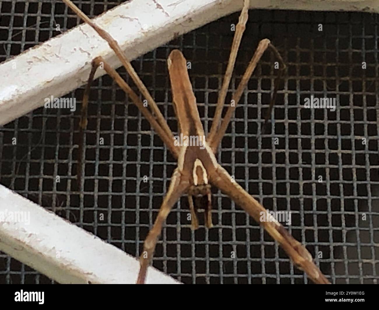 Rufous Net-casting Spider (Asianopis subrufa) Arachnida Stock Photo - Alamy