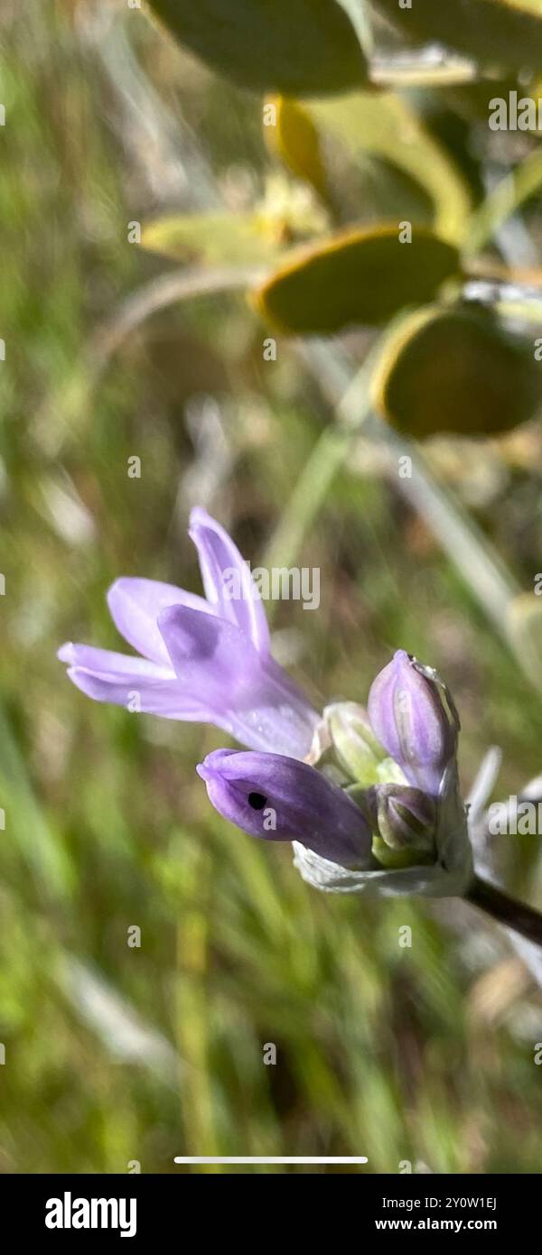 few-flowered bluedicks (Dipterostemon capitatus pauciflorus) Plantae ...