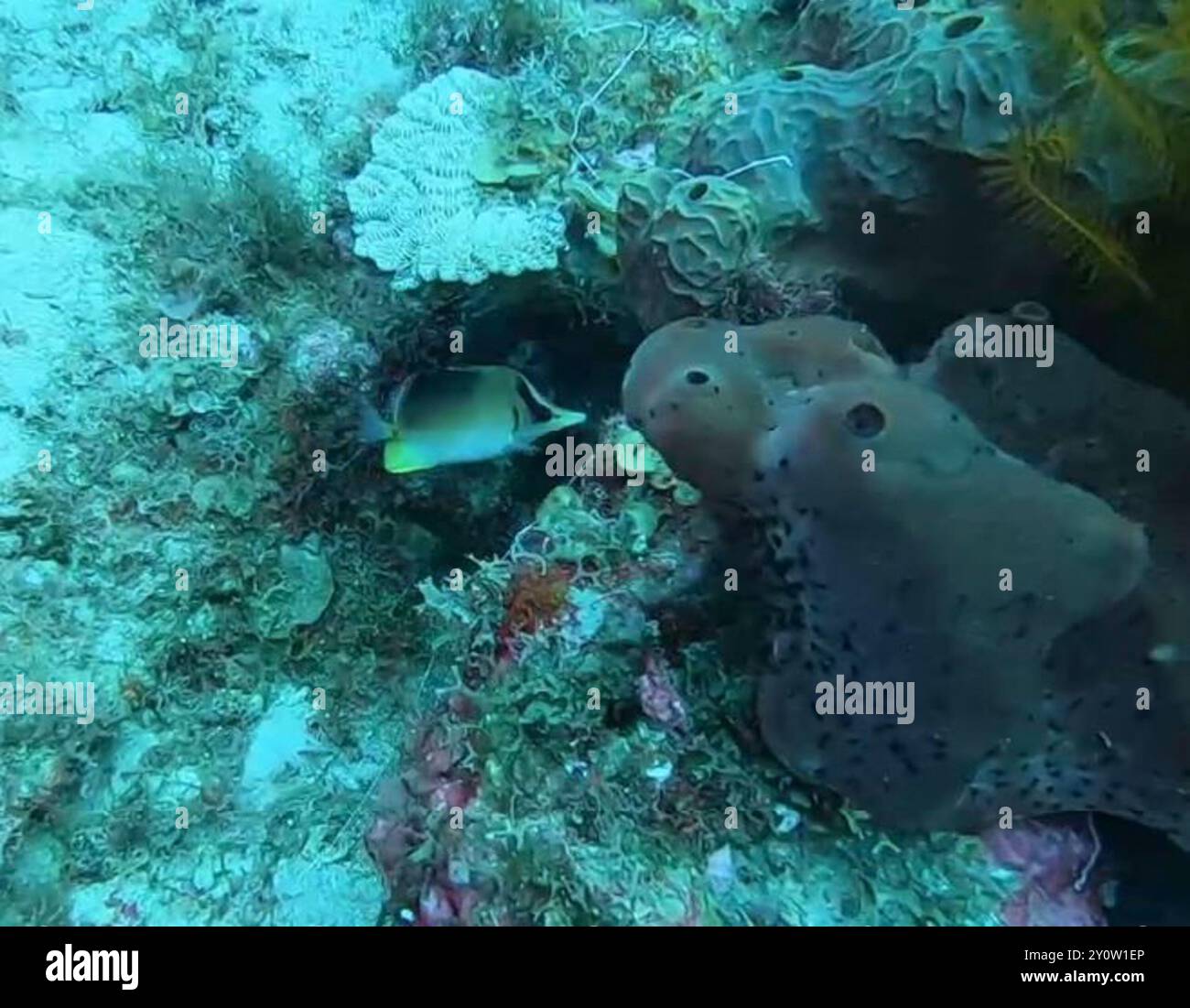 Longsnout Butterflyfish (Prognathodes aculeatus) Actinopterygii Stock ...
