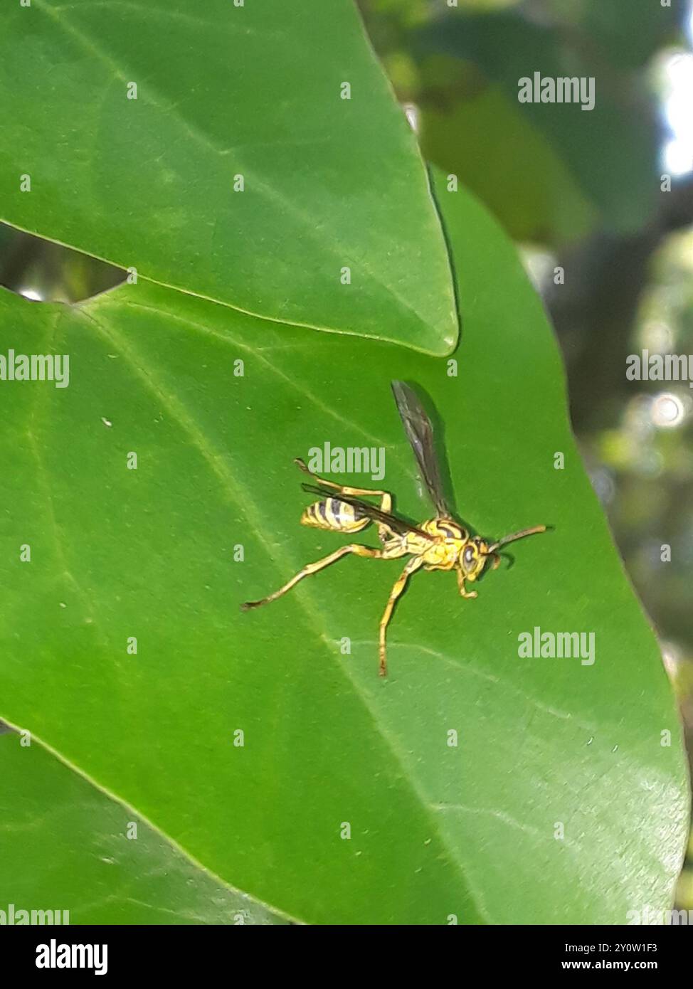 Long-waisted Paper Wasps (Mischocyttarus) Insecta Stock Photo - Alamy