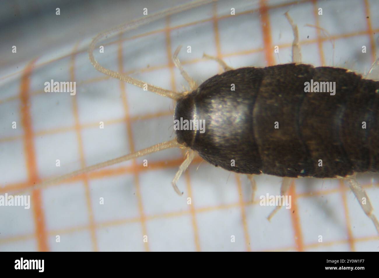 Common Silverfish (Lepisma saccharinum) Insecta Stock Photo - Alamy