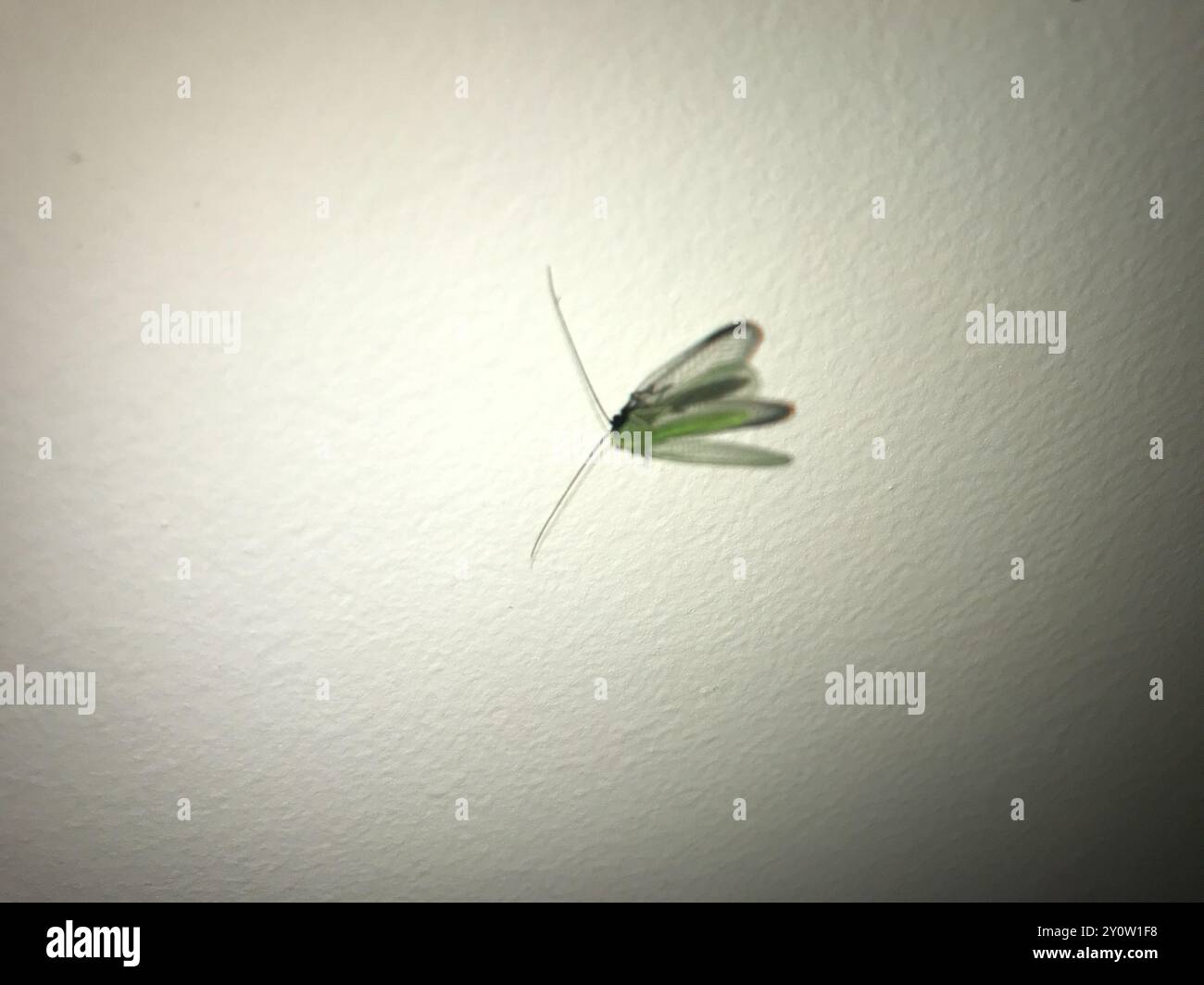 (Chrysoperla externa) Insecta Stock Photo - Alamy