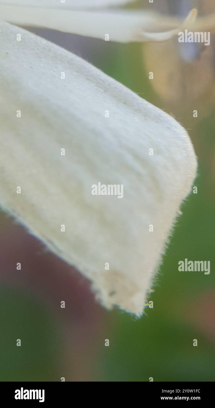 Pipestem Clematis (Clematis lasiantha) Plantae Stock Photo - Alamy