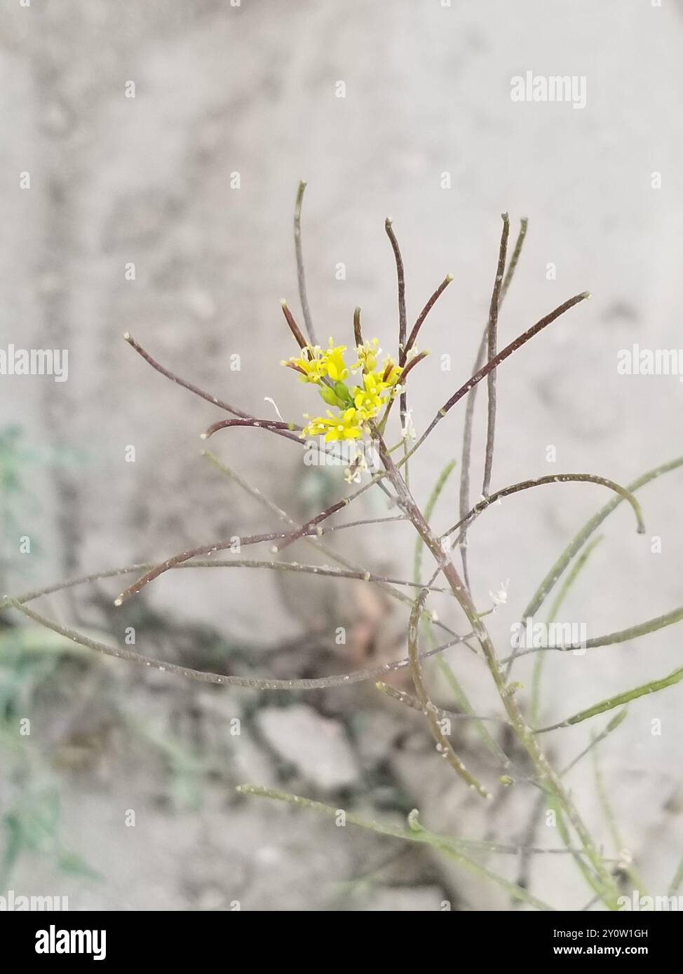London rocket (Sisymbrium irio) Plantae Stock Photo - Alamy