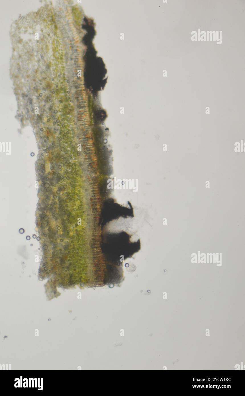 Rash Lichens (Pyrenula) Fungi Stock Photo - Alamy