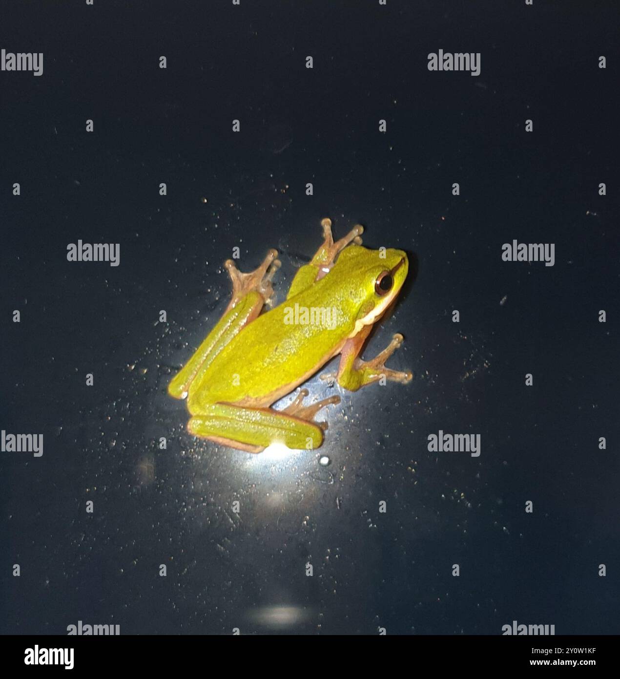 Eastern Dwarf Tree Frog (Litoria fallax) Amphibia Stock Photo - Alamy