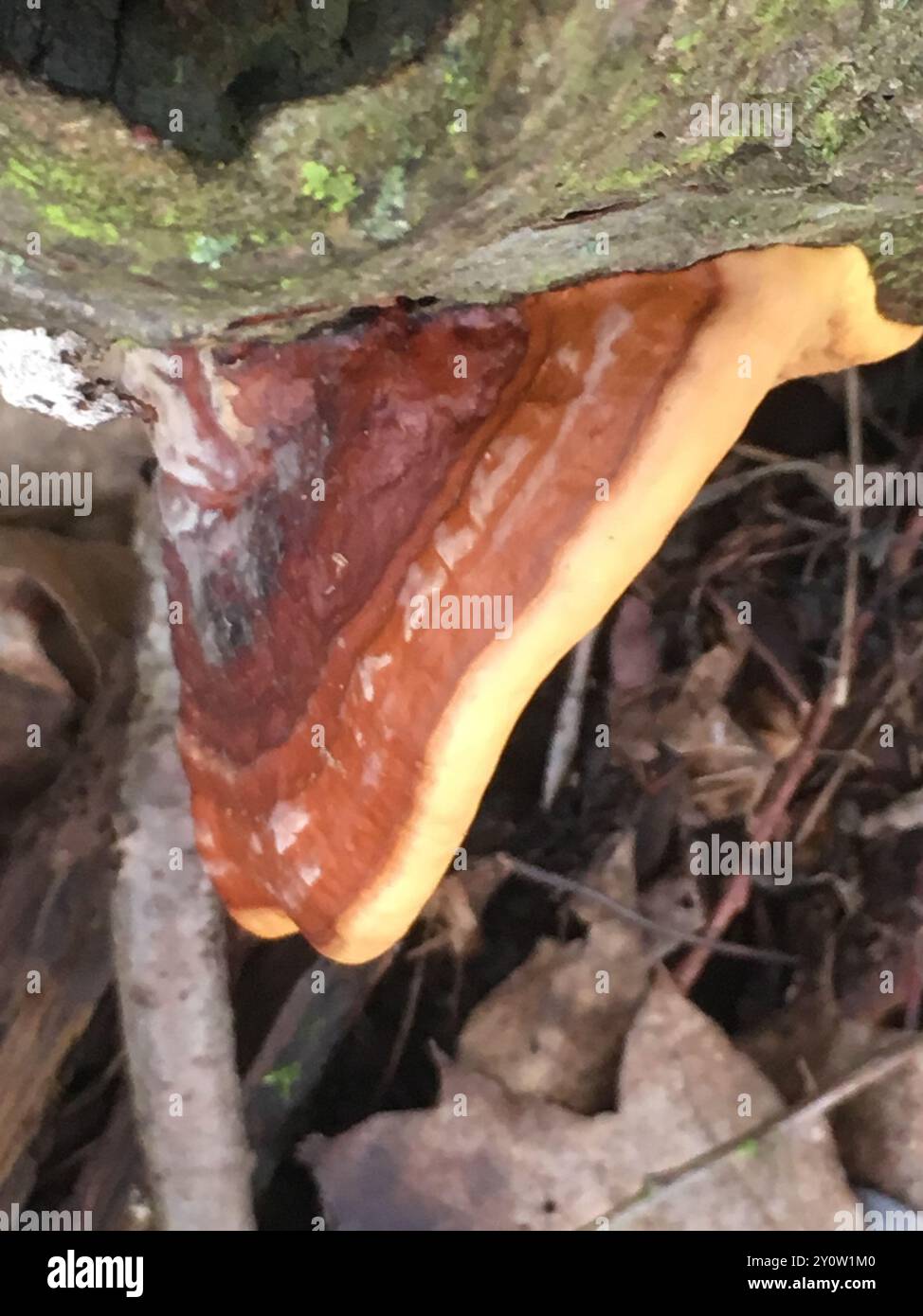 Red-banded Polypore (Fomitopsis pinicola) Fungi Stock Photo - Alamy