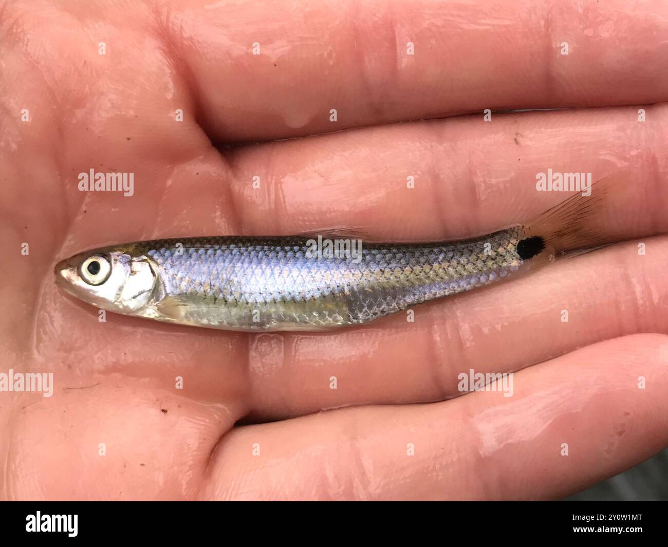 Western Blacktail Shiner (Cyprinella venusta) Actinopterygii Stock ...