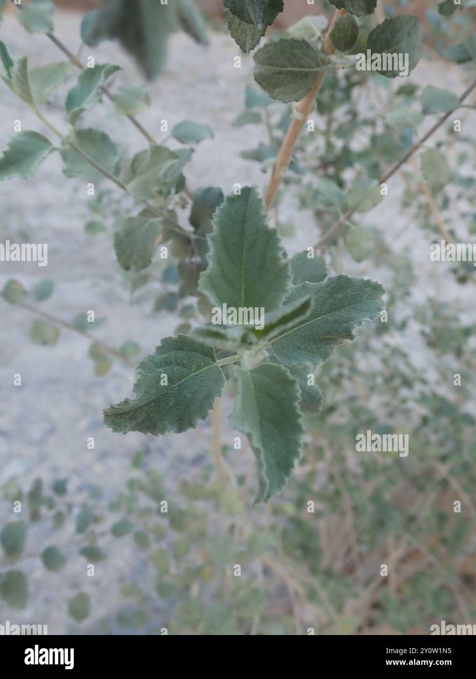 desert lavender (Condea emoryi) Plantae Stock Photo - Alamy